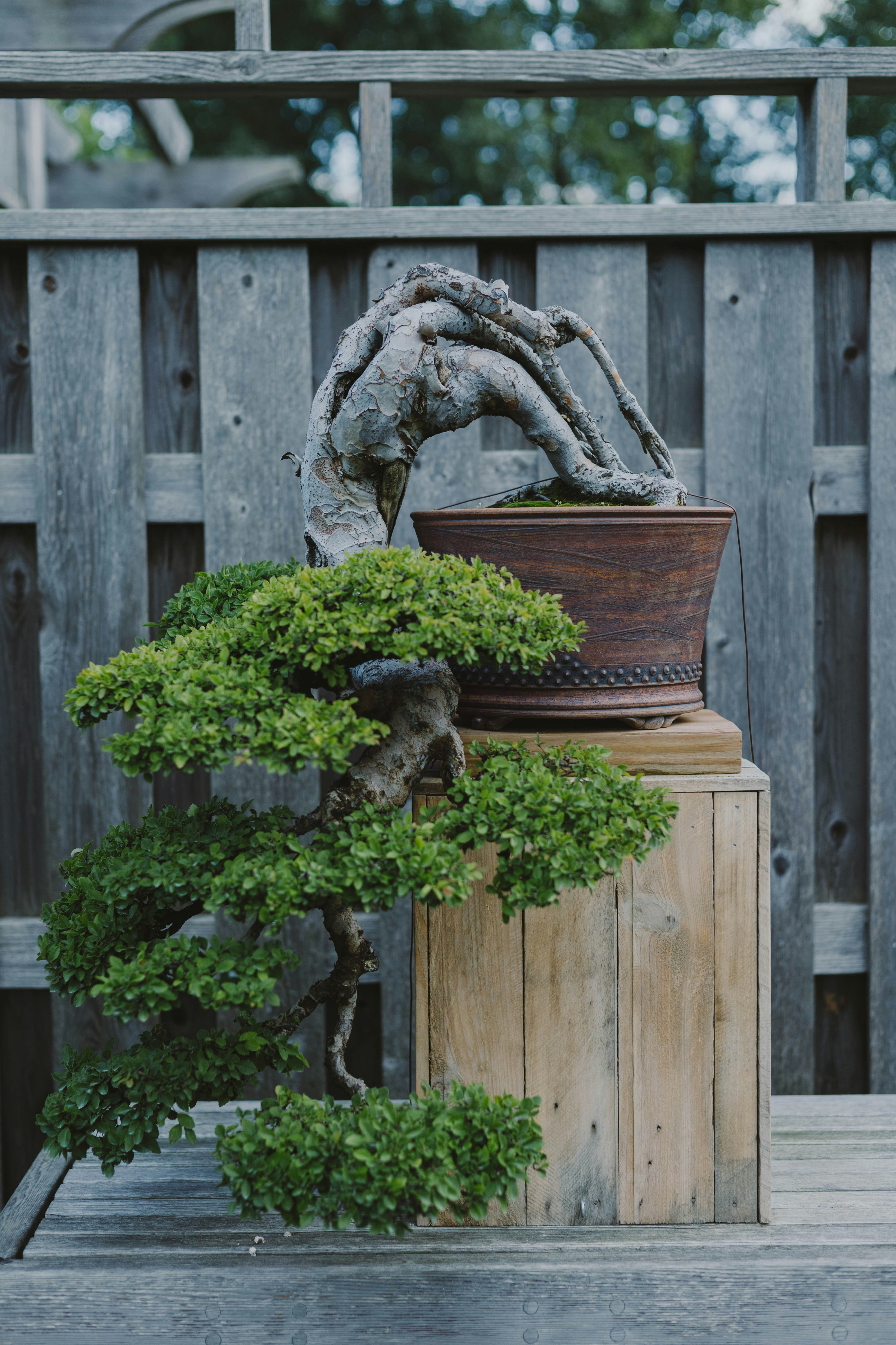 Contoured Trunk on a Weathered Pedestal: A Bonsai Portrait