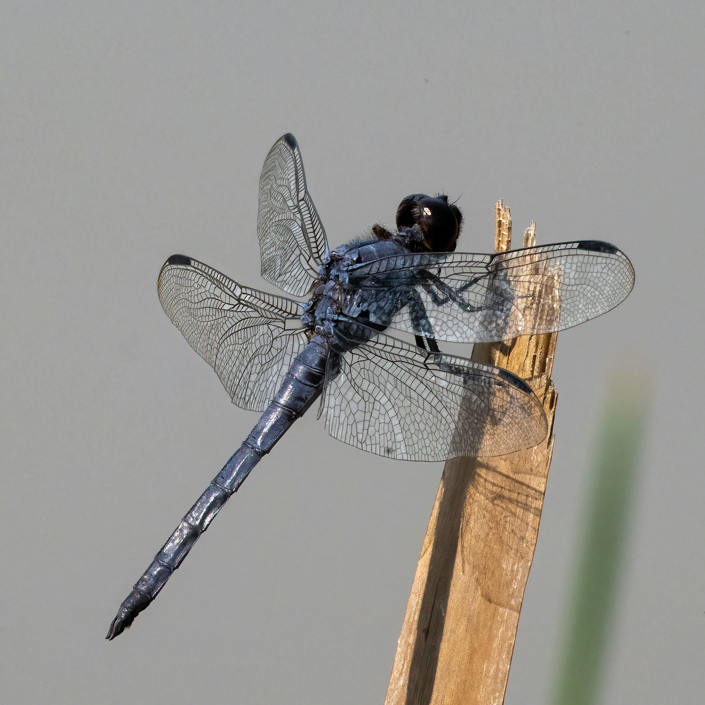 Dragonfly on Weathered Reed: Transparent Wings in Sharp Focus
