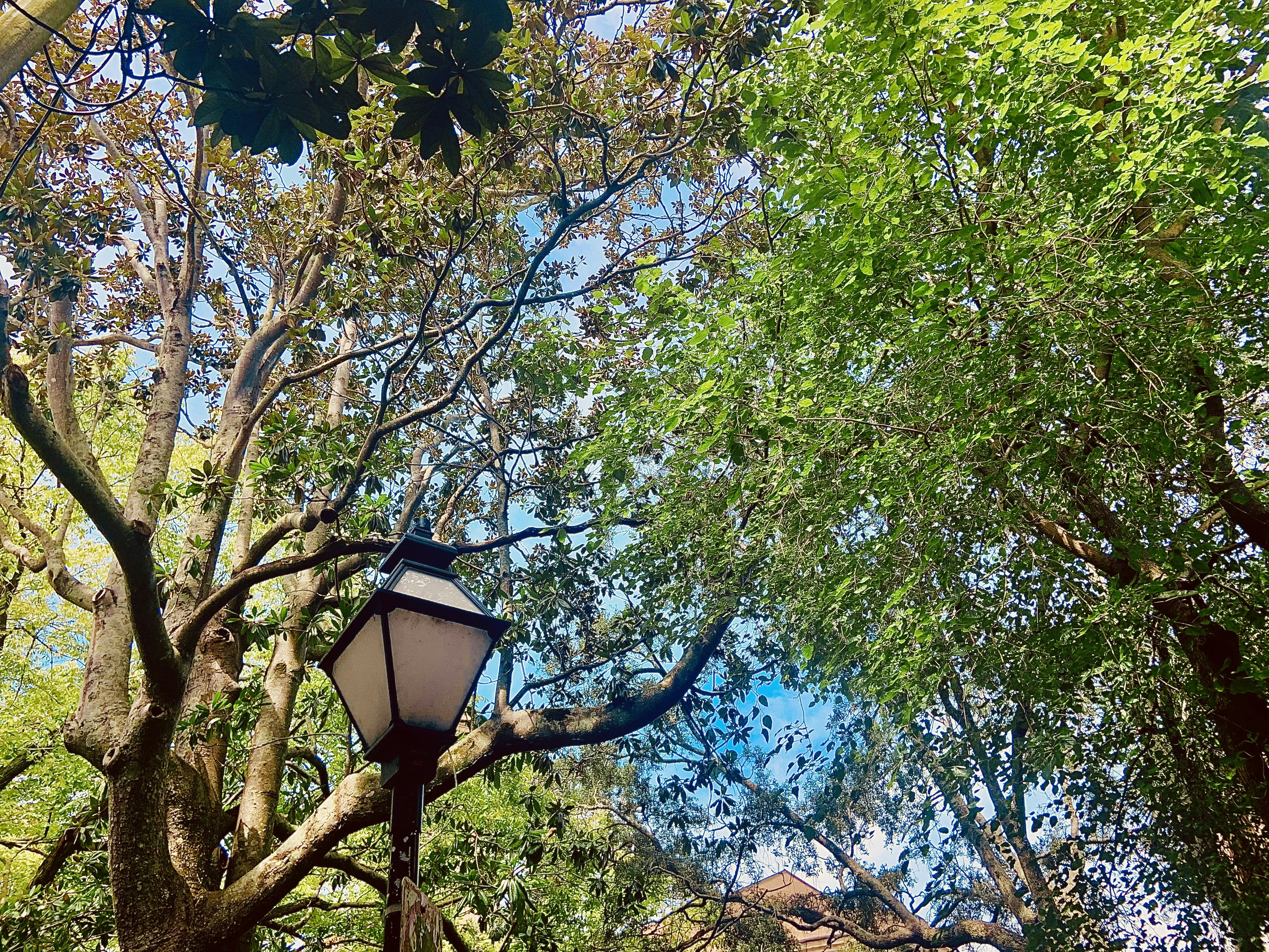 Whispering Canopy Above Historic CharlestonJustin Lindemann