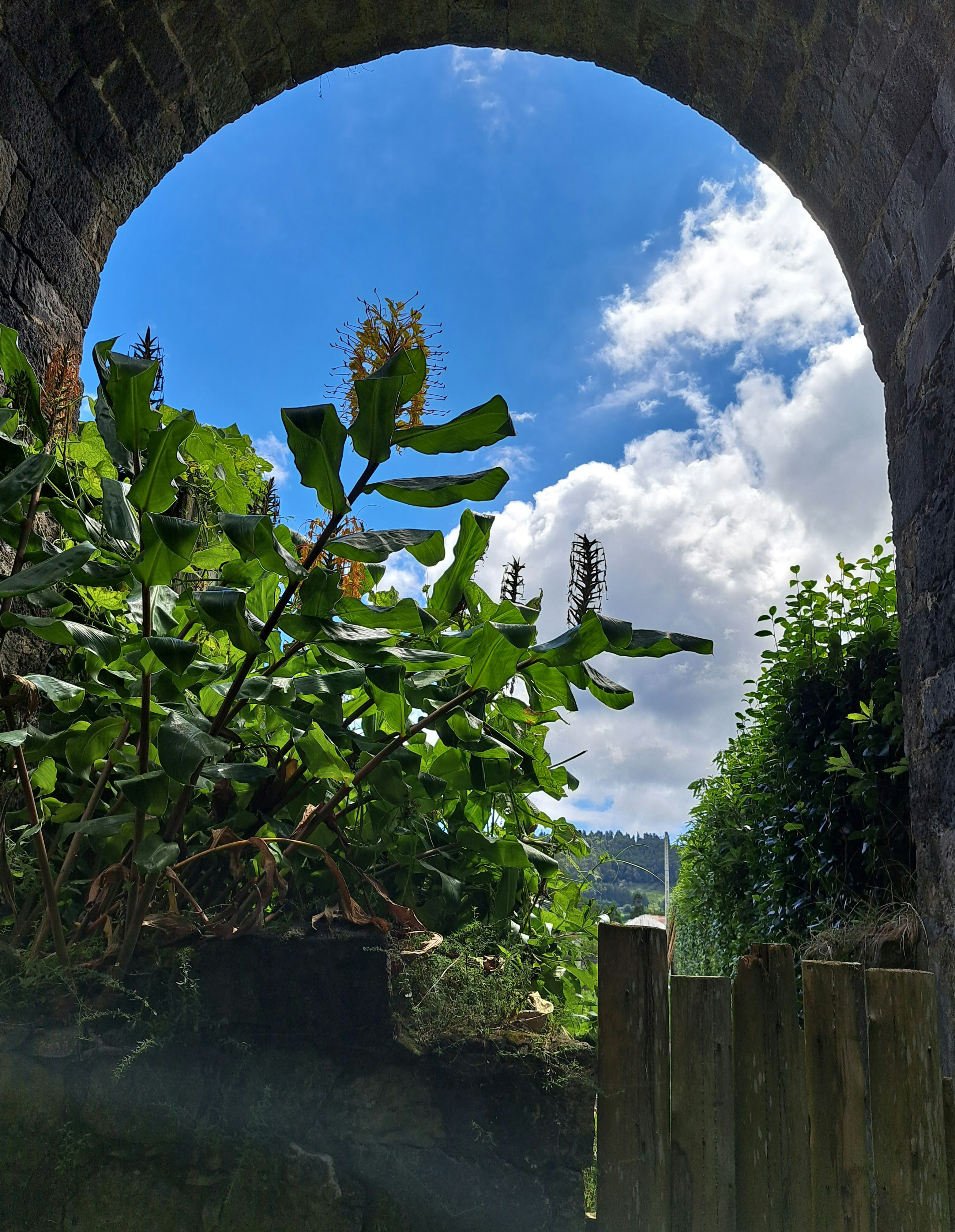 a view through a window of a tree and a fence