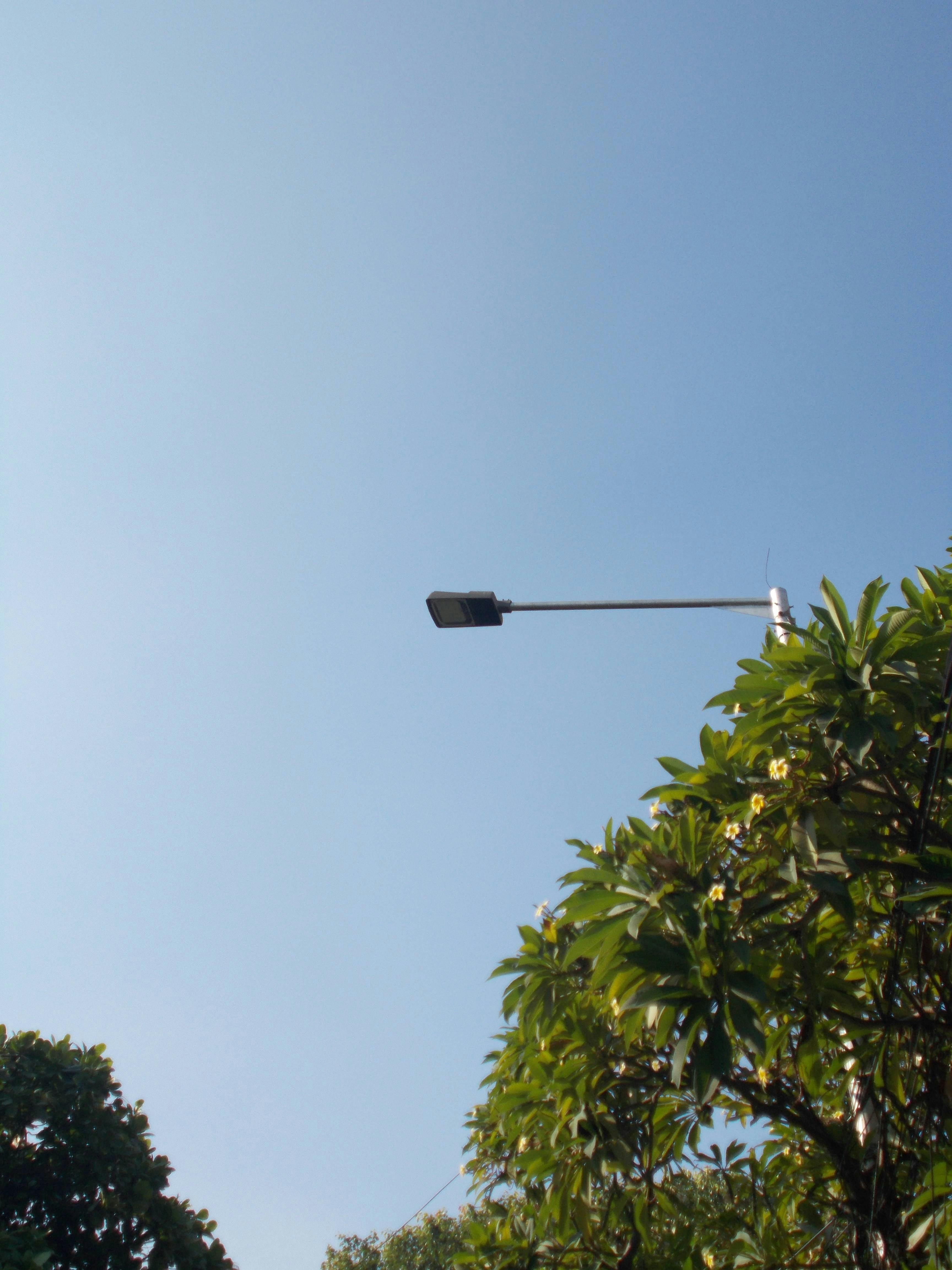Photograph of a streetlamp extending from the right toward a clear blue sky, with lush tree foliage along the lower edge.