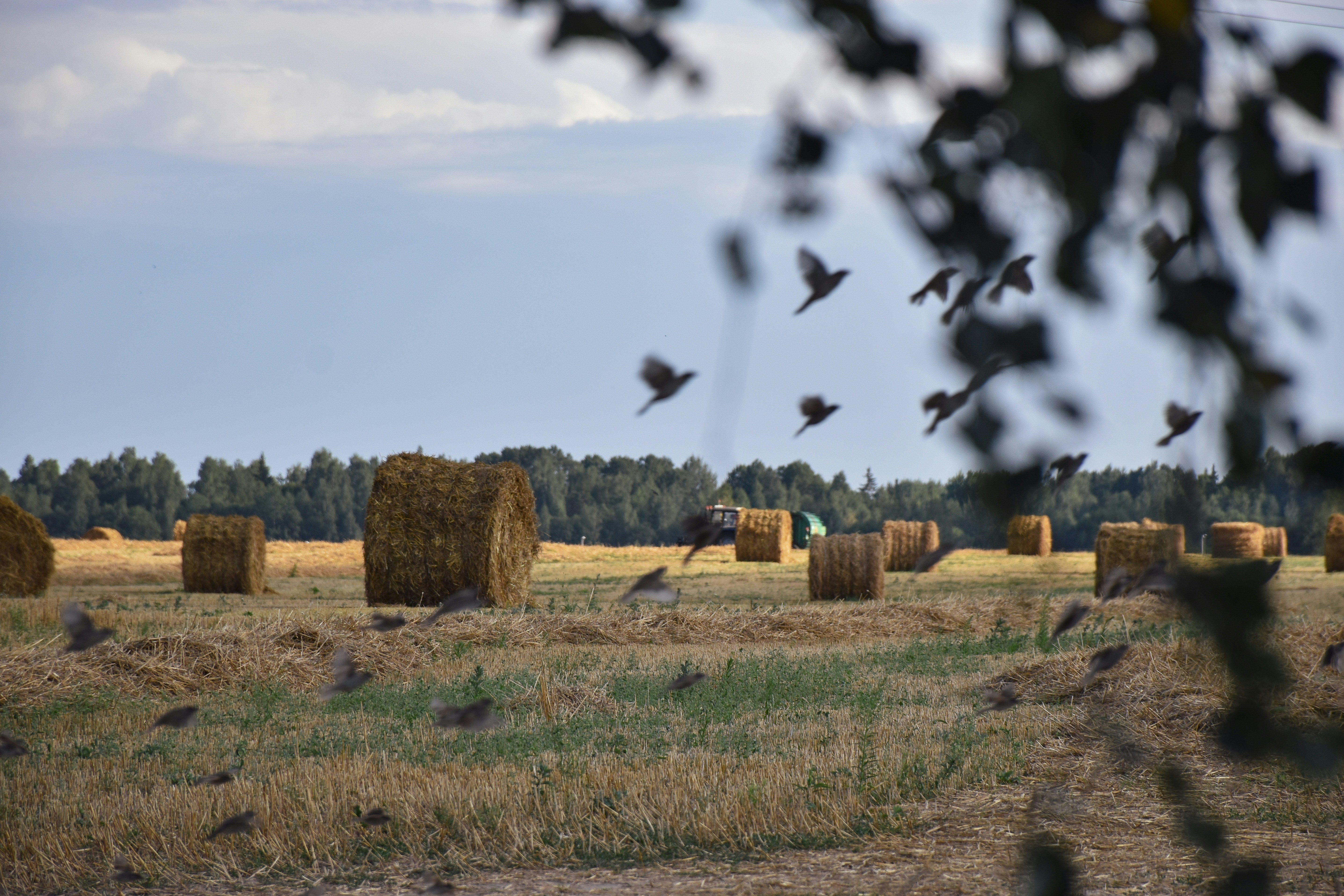 A field with hay bales and birds flying over it photo – Free Blue Image ...