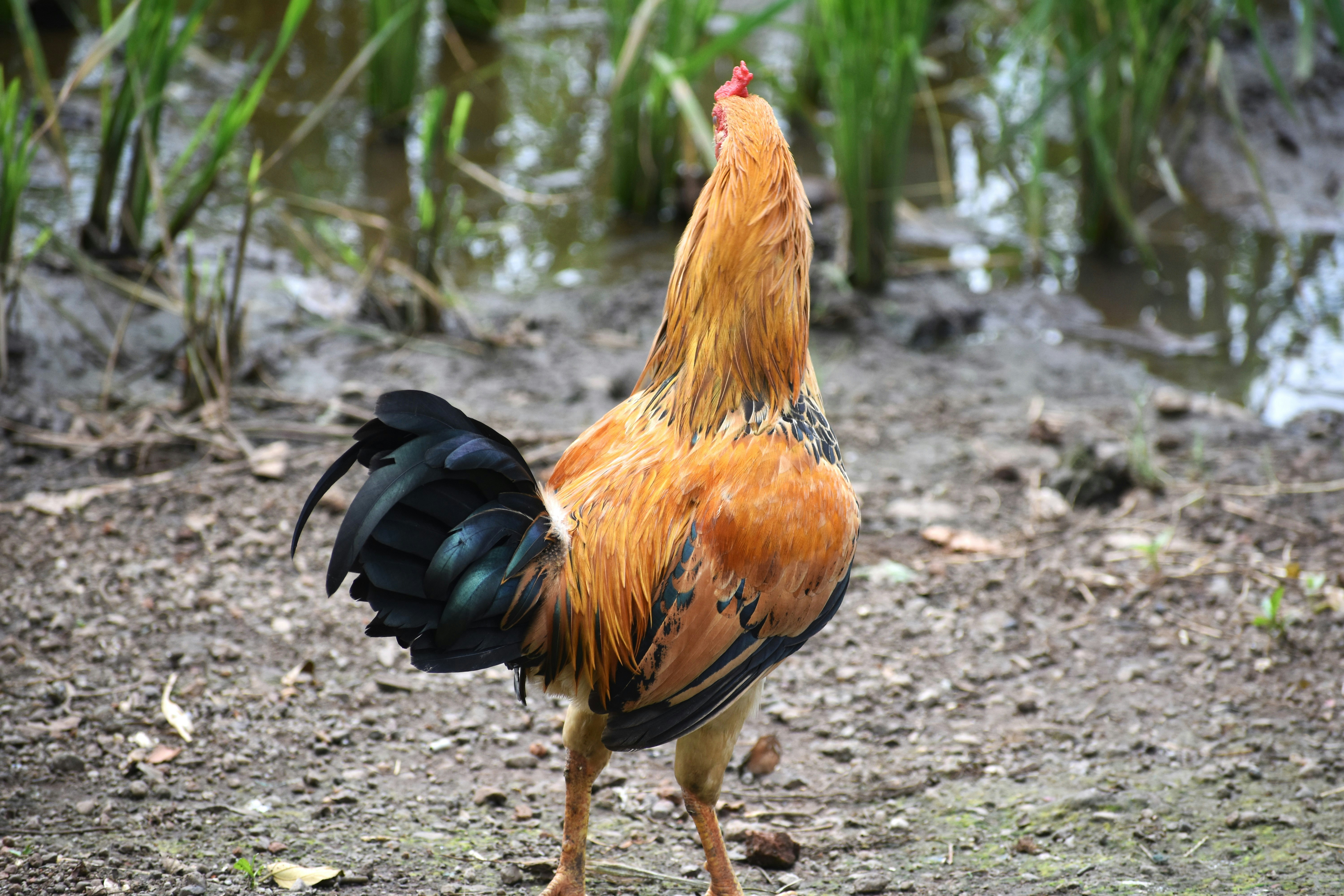 Amber Rooster at the Wetland Edge: Rusty Plumage and Jet-Black Tail
