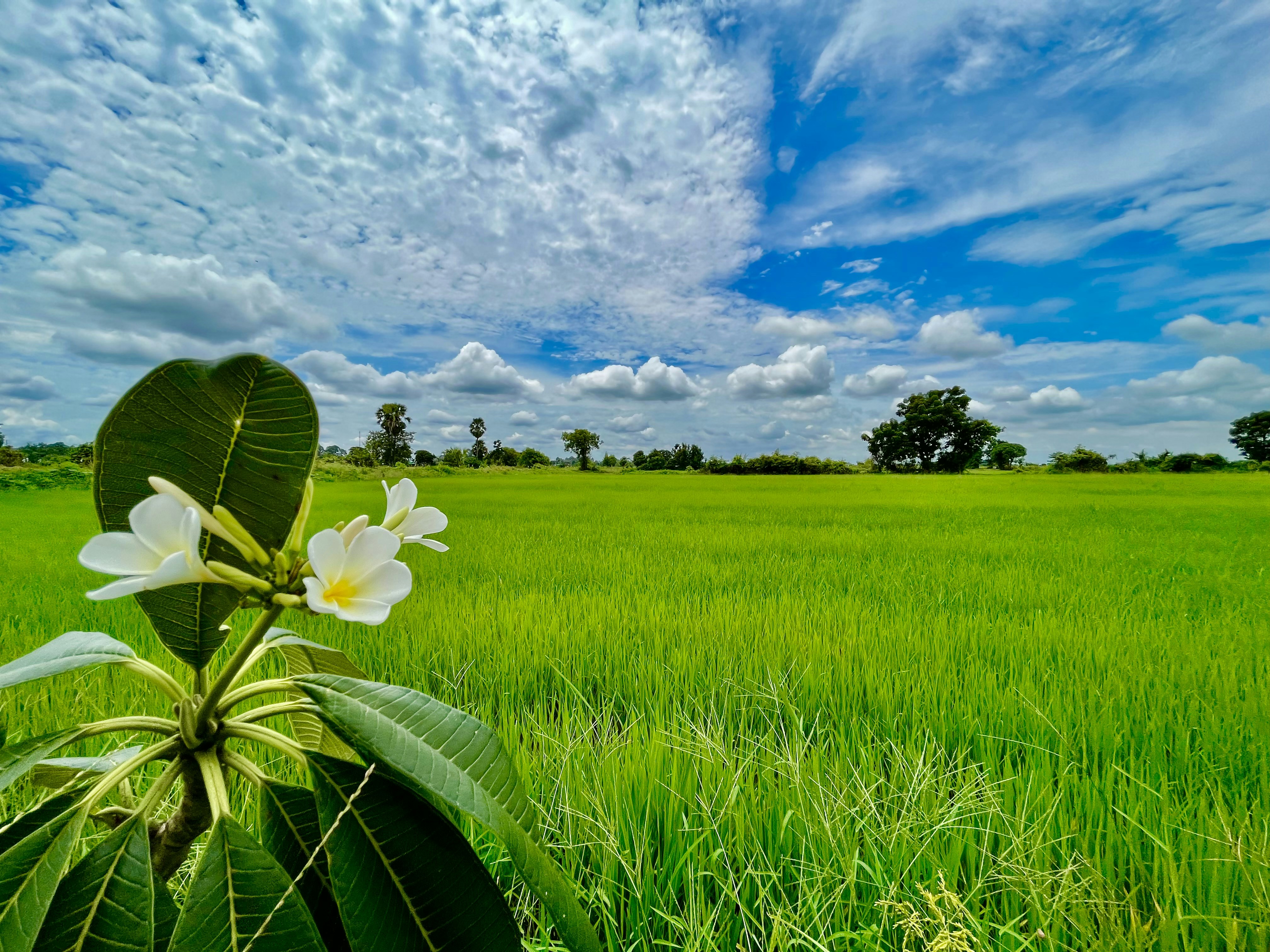 a field of green grass with a flower in the middle