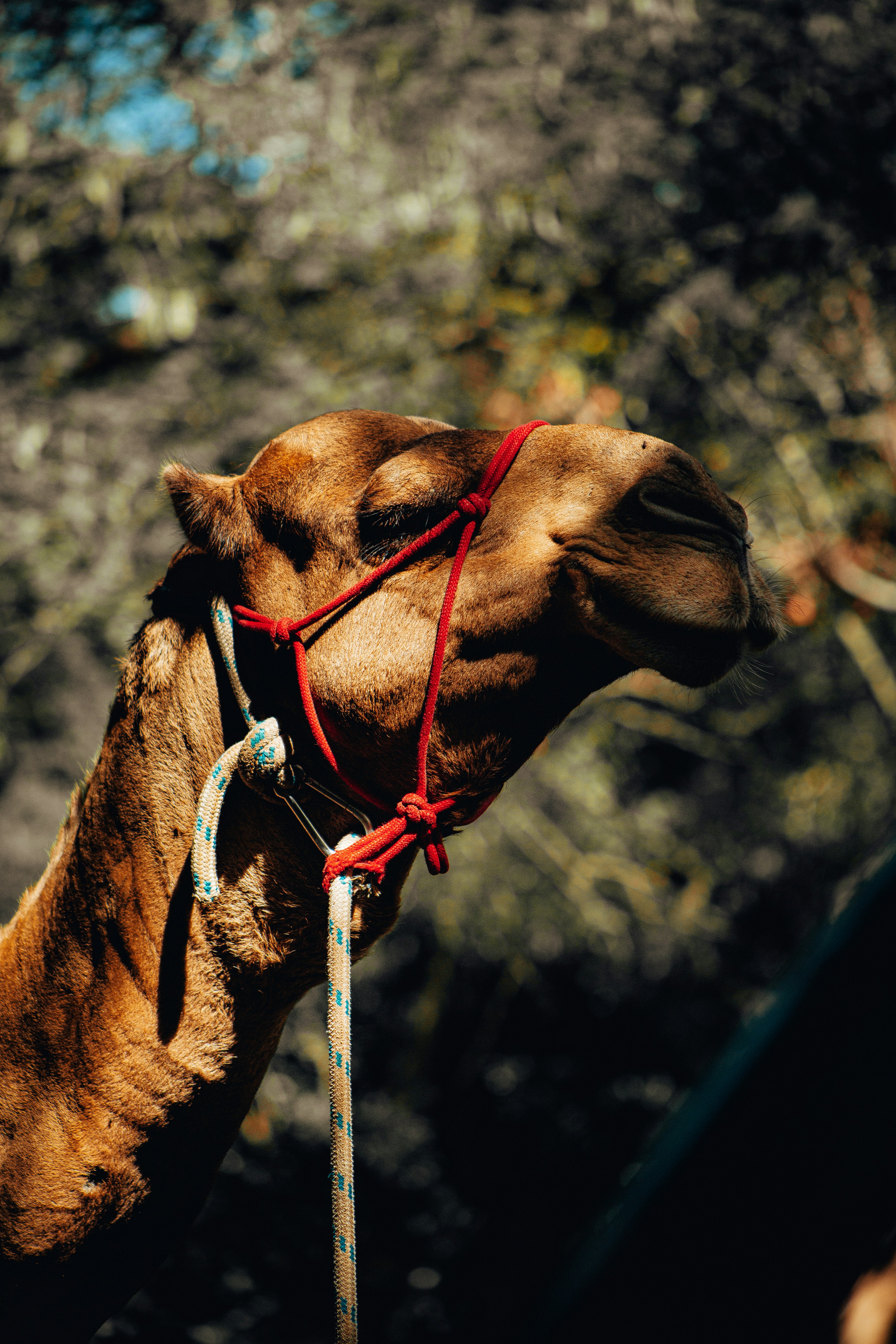A camel with a rope around its neck photo – Free Royal road Image on ...