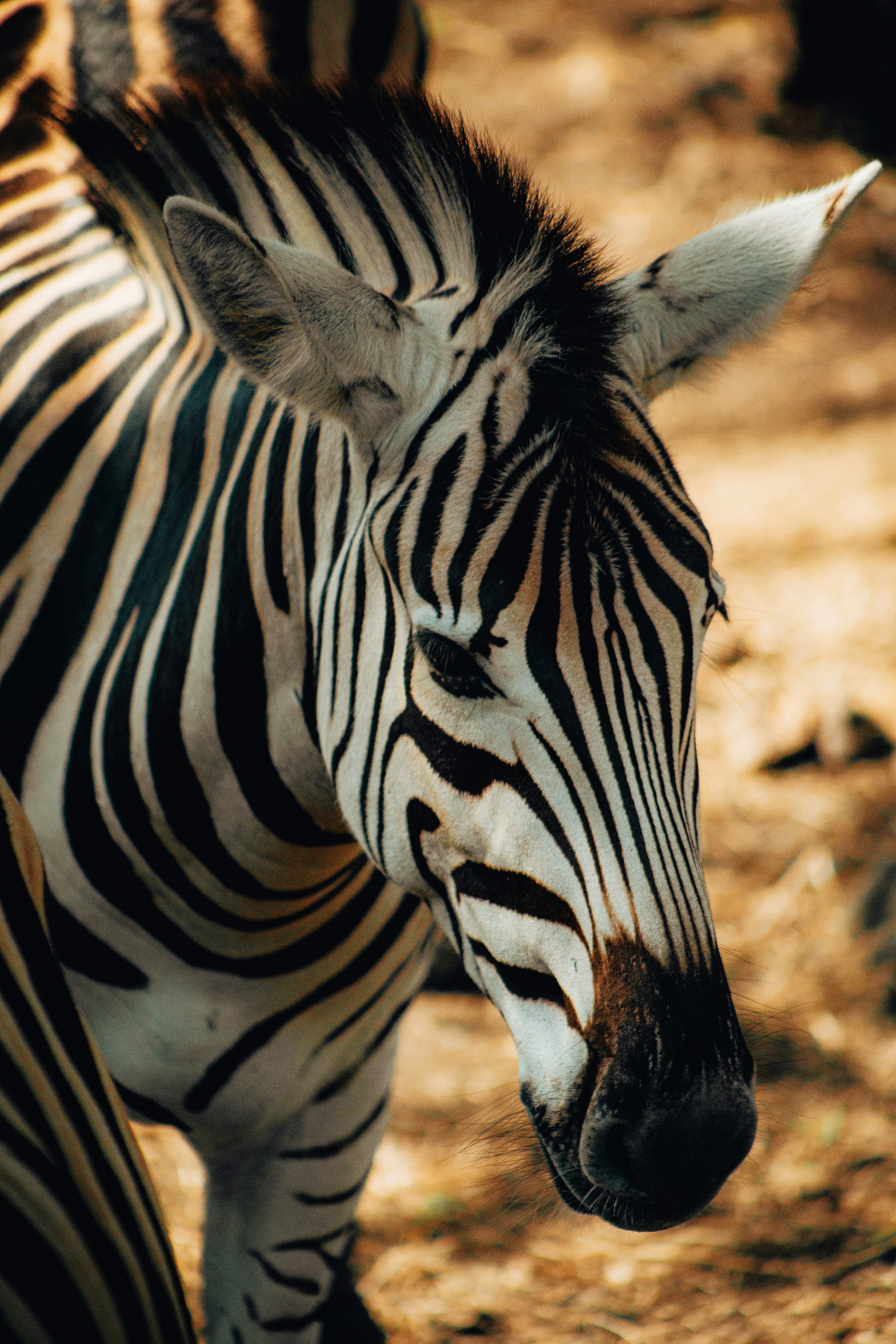 A zebra stands in the dirt photo – Free Casela nature parks Image on ...