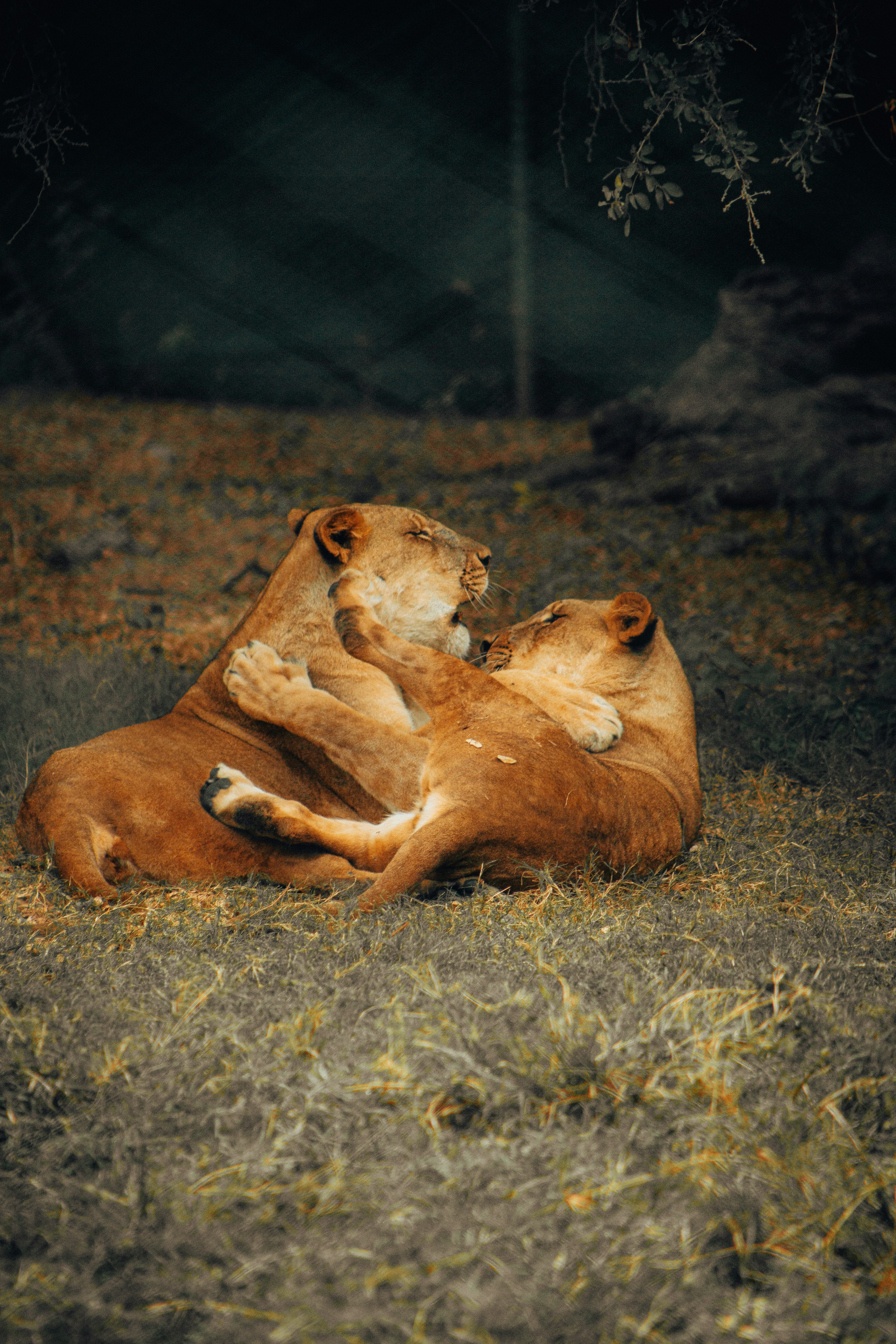 Un couple de lions couchés photo – Photo Parcs naturels de Casela ...