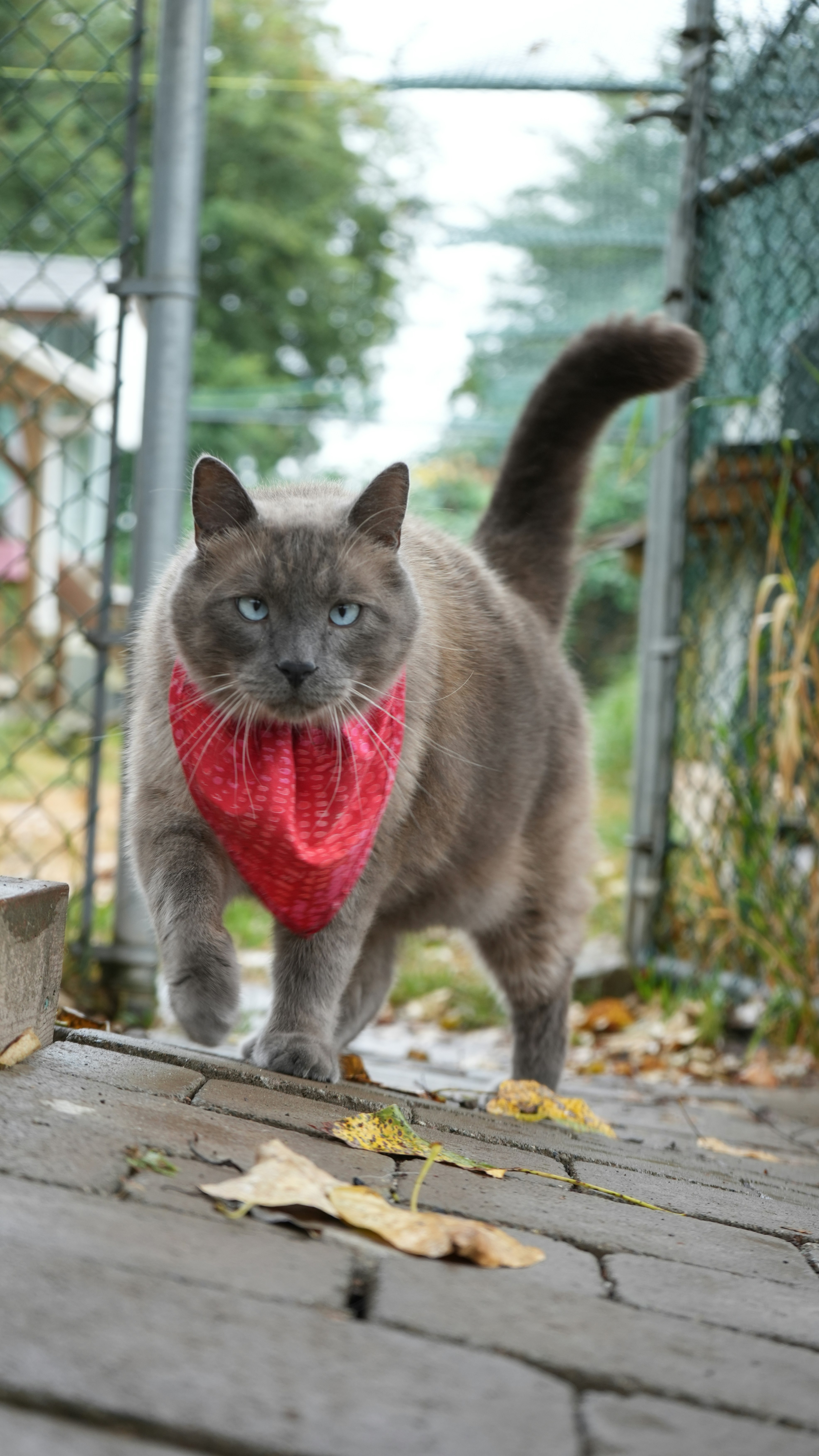 Red-bandana Confidence: A Bold Feline strides through a leafy enclosure
