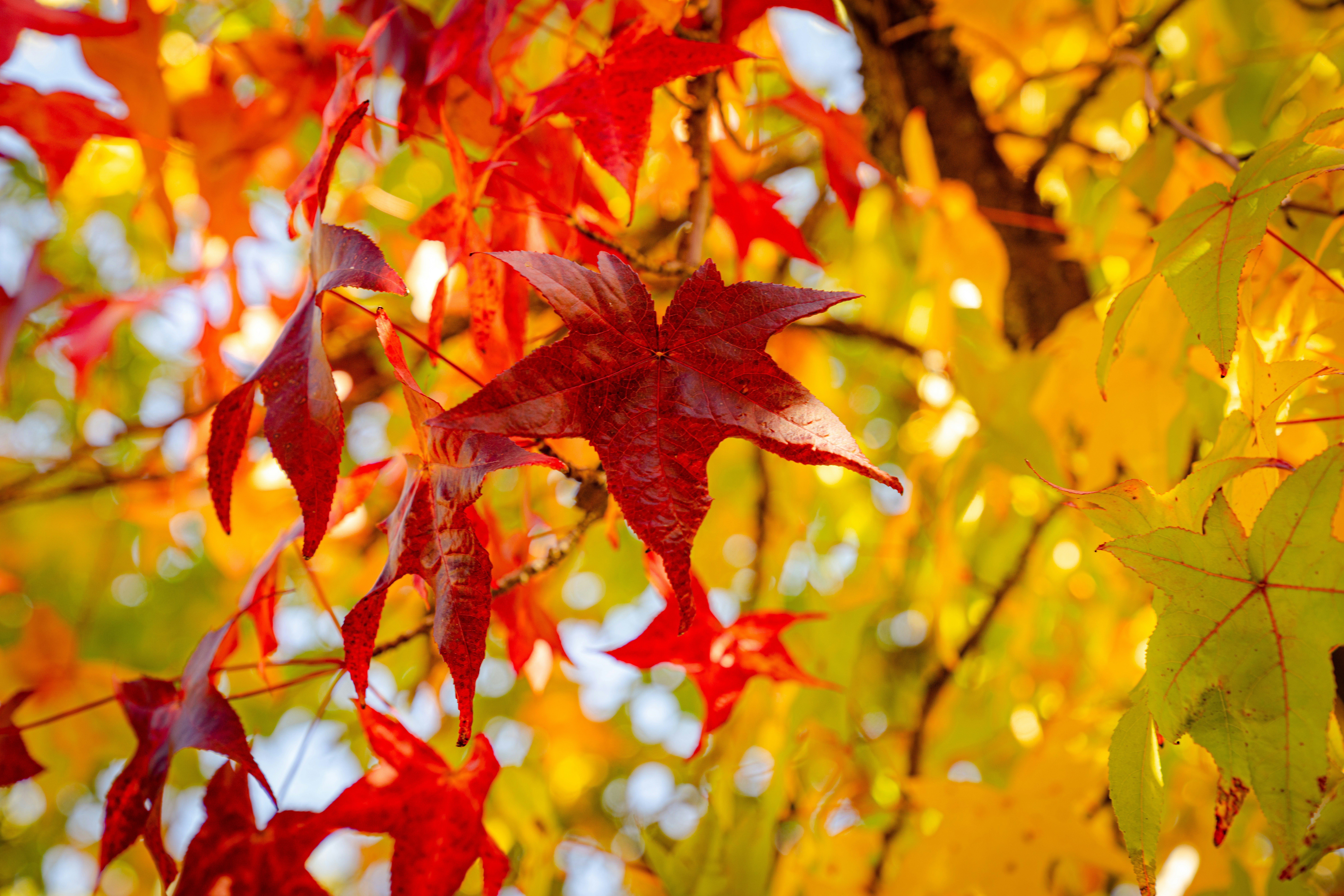 Une feuille rouge sur un arbre photo – Photo Arbre Gratuite sur Unsplash