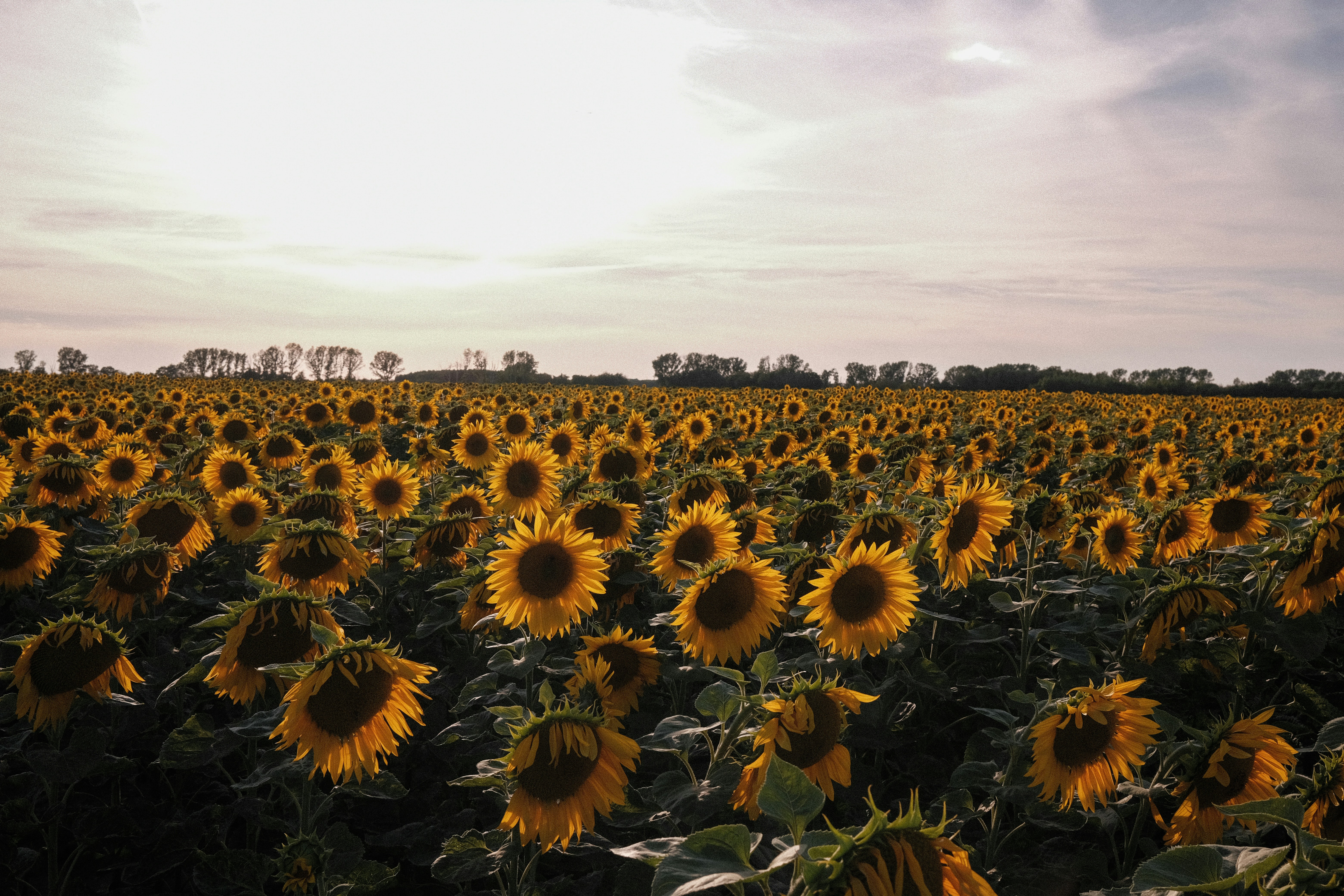 Golden Rows Under a Bright Sky: A Sunflower Field Reaching Toward the Light