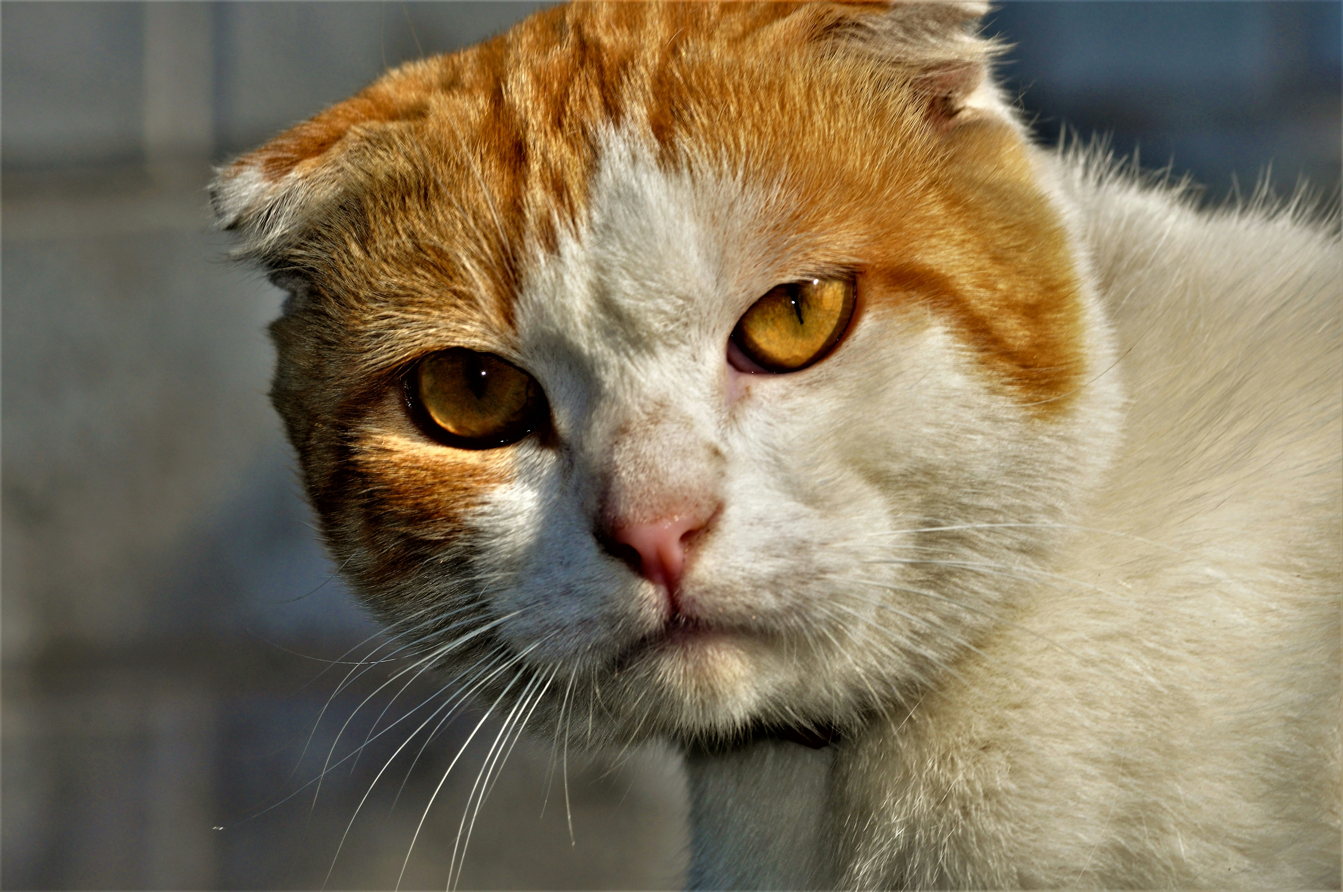 500+ Serious Face Pictures [HD] | Download Free Images on Unsplash