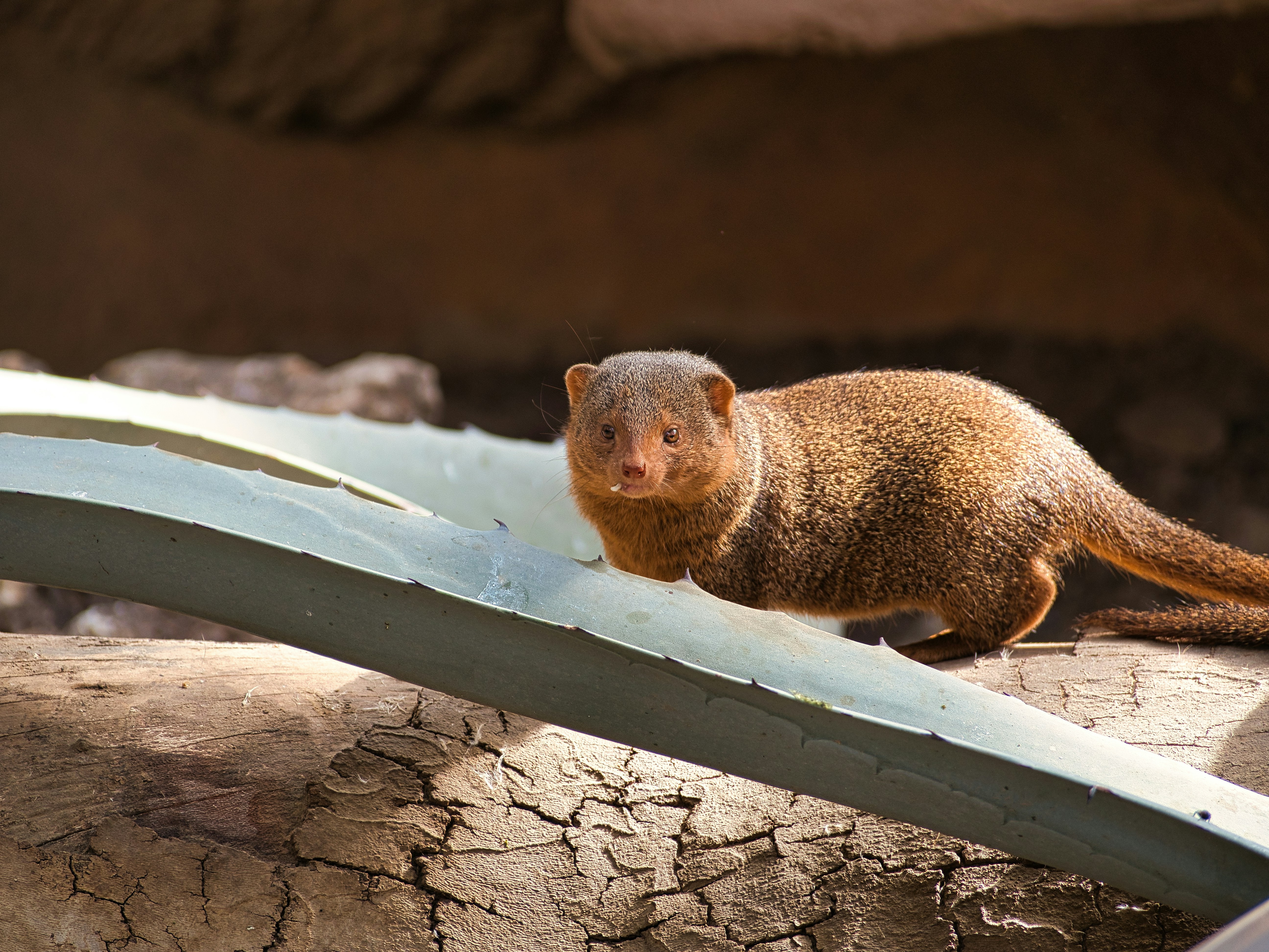 A mongoose pauses thoughtfully on a log, surrounded by natural elements, showcasing its inquisitive nature and vibrant fur under warm sunlight.