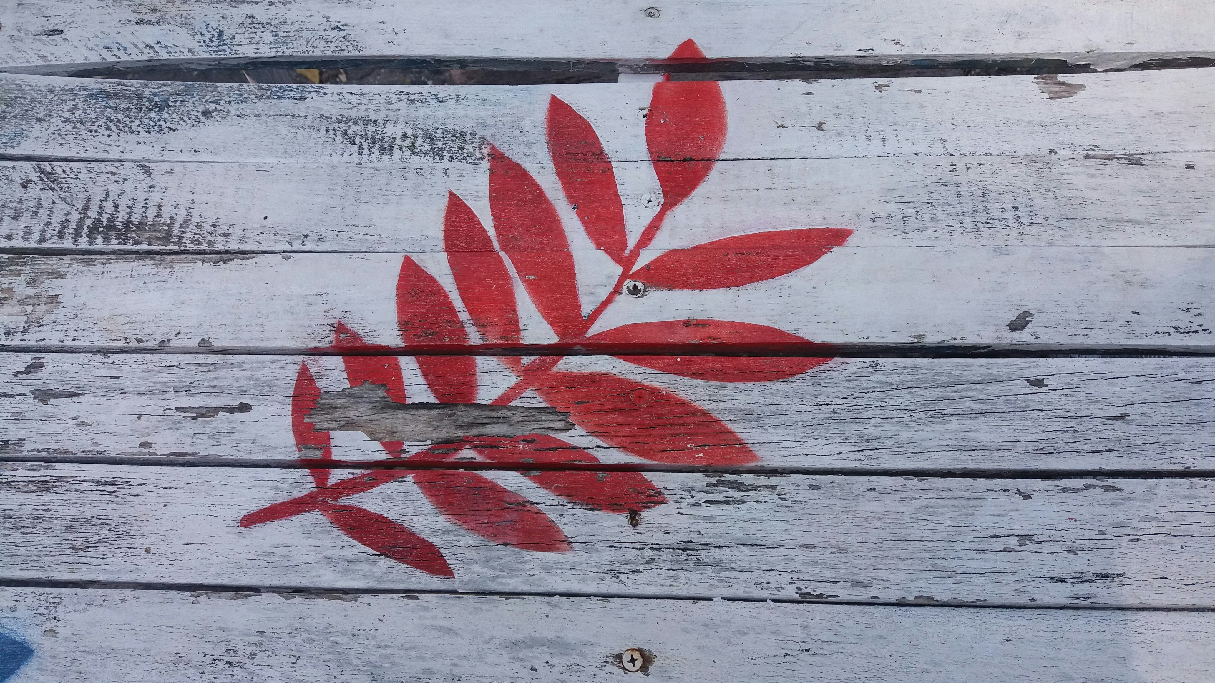 Crimson Fronds Across Weathered Planks