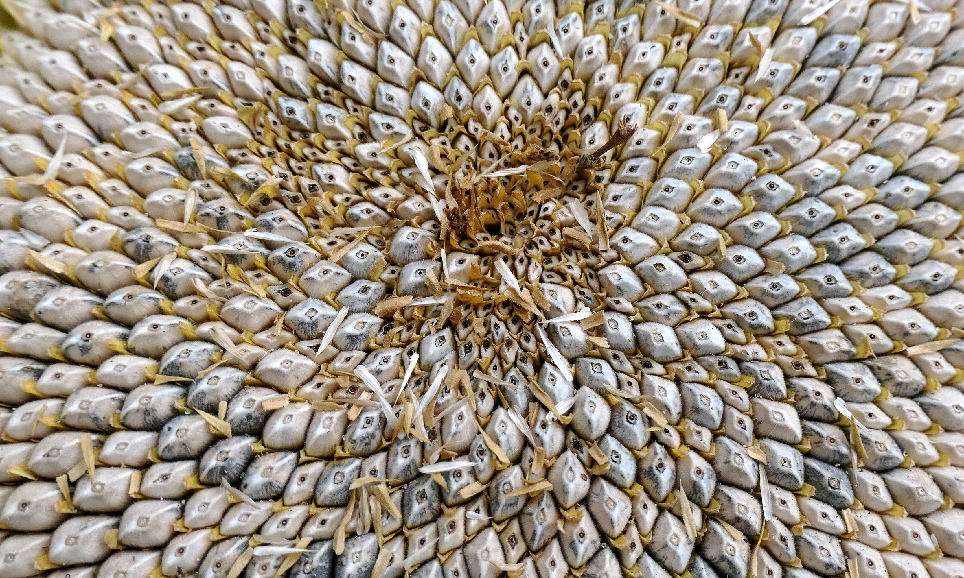 A pile of small white objects photo – Free Geometric pattern Image on ...