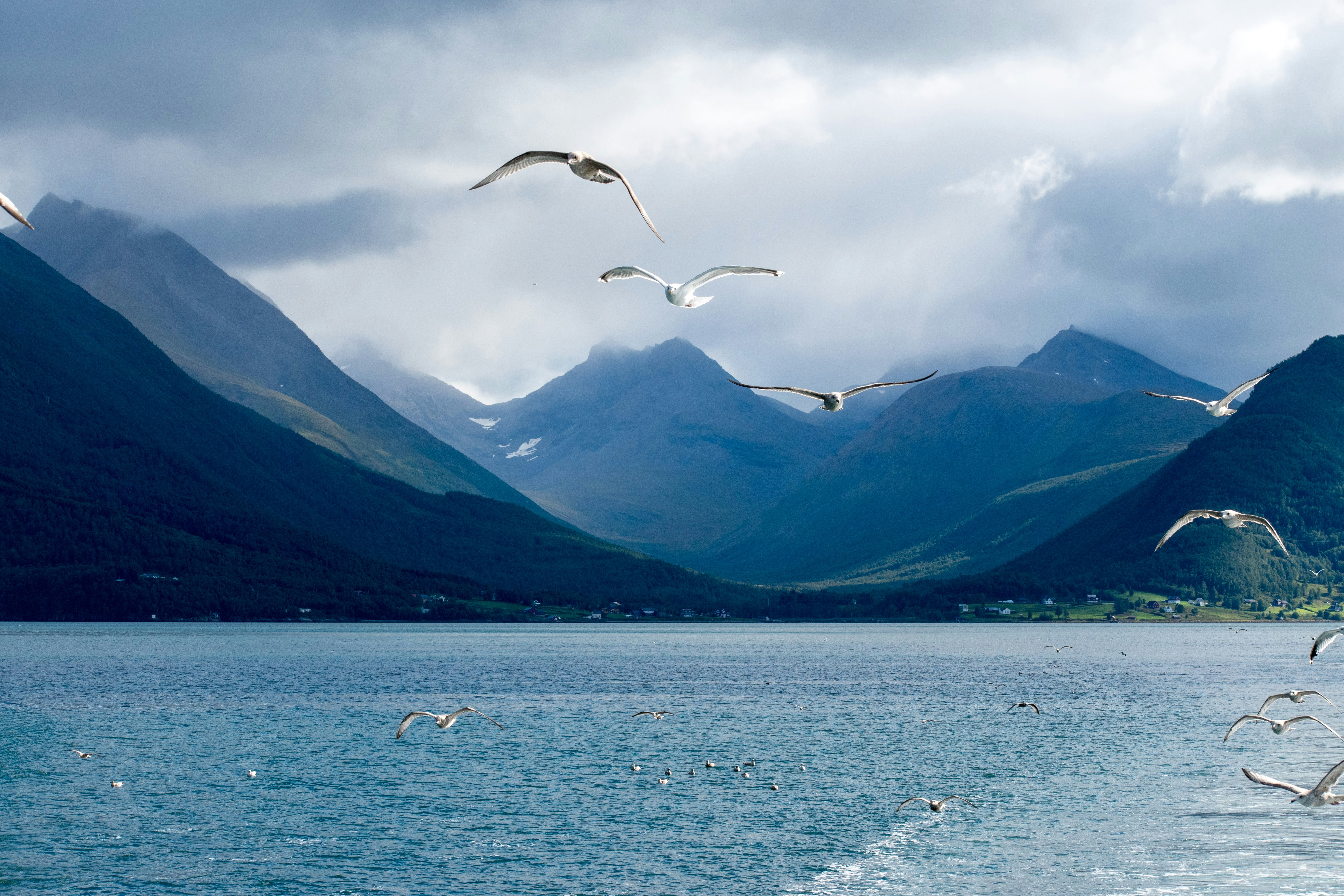 Birds flying over water photo – Free Tromsø Image on Unsplash