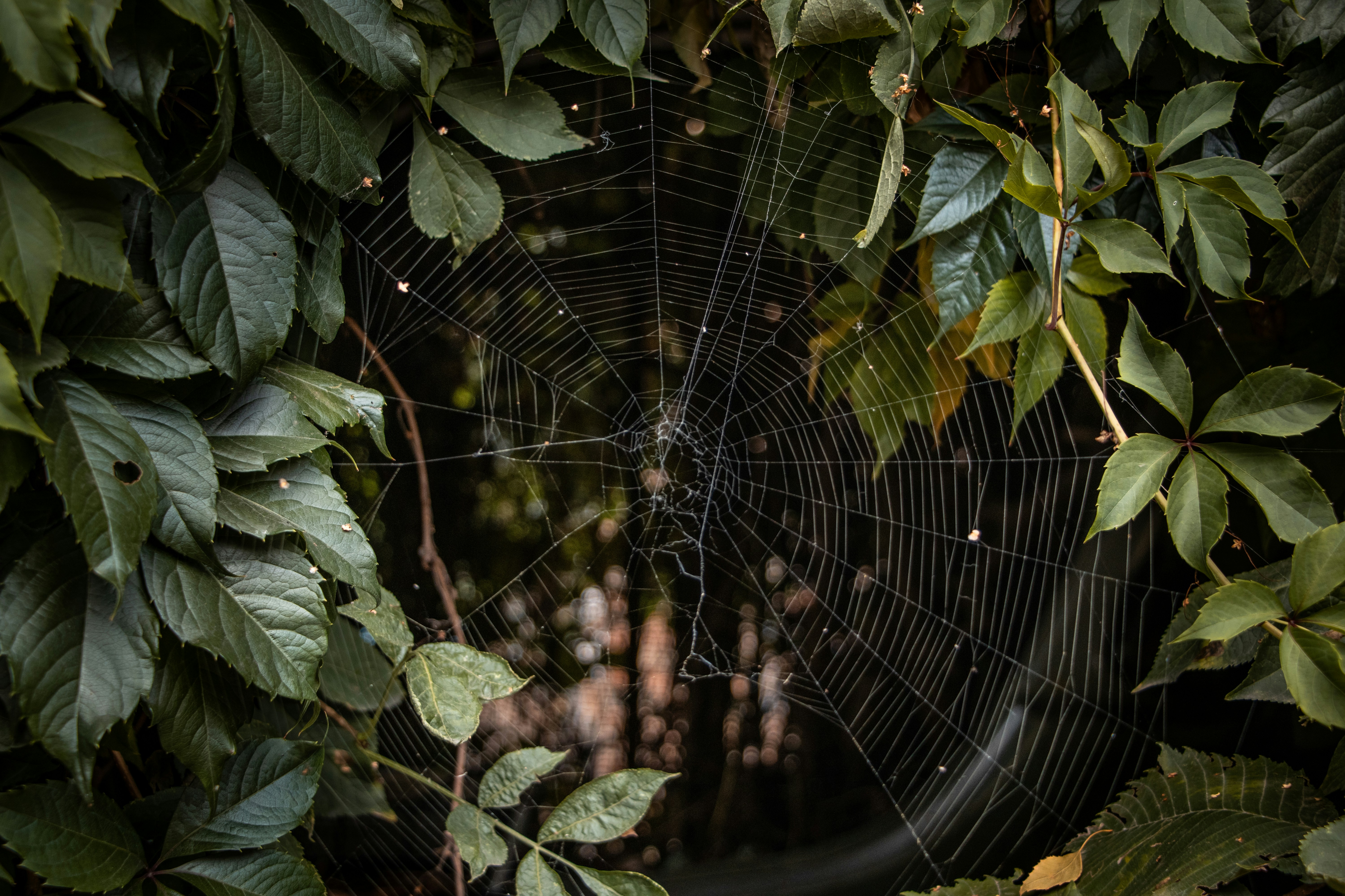 Delicate spider web nestled among lush green leaves, showcasing the beauty of natural symmetry and craftsmanship.