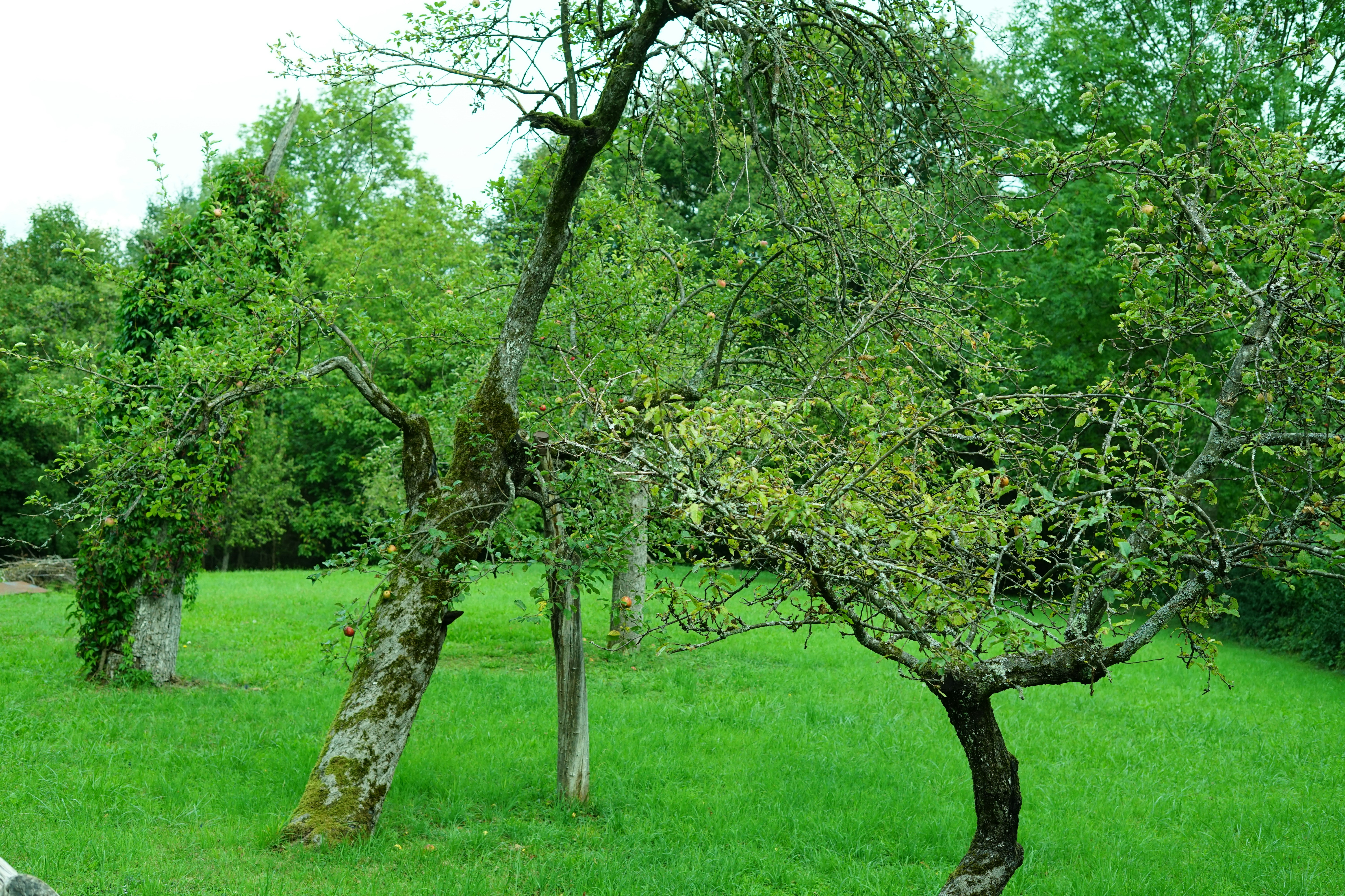 Twisted apple trees arch over a vibrant green meadow under a lush canopy.