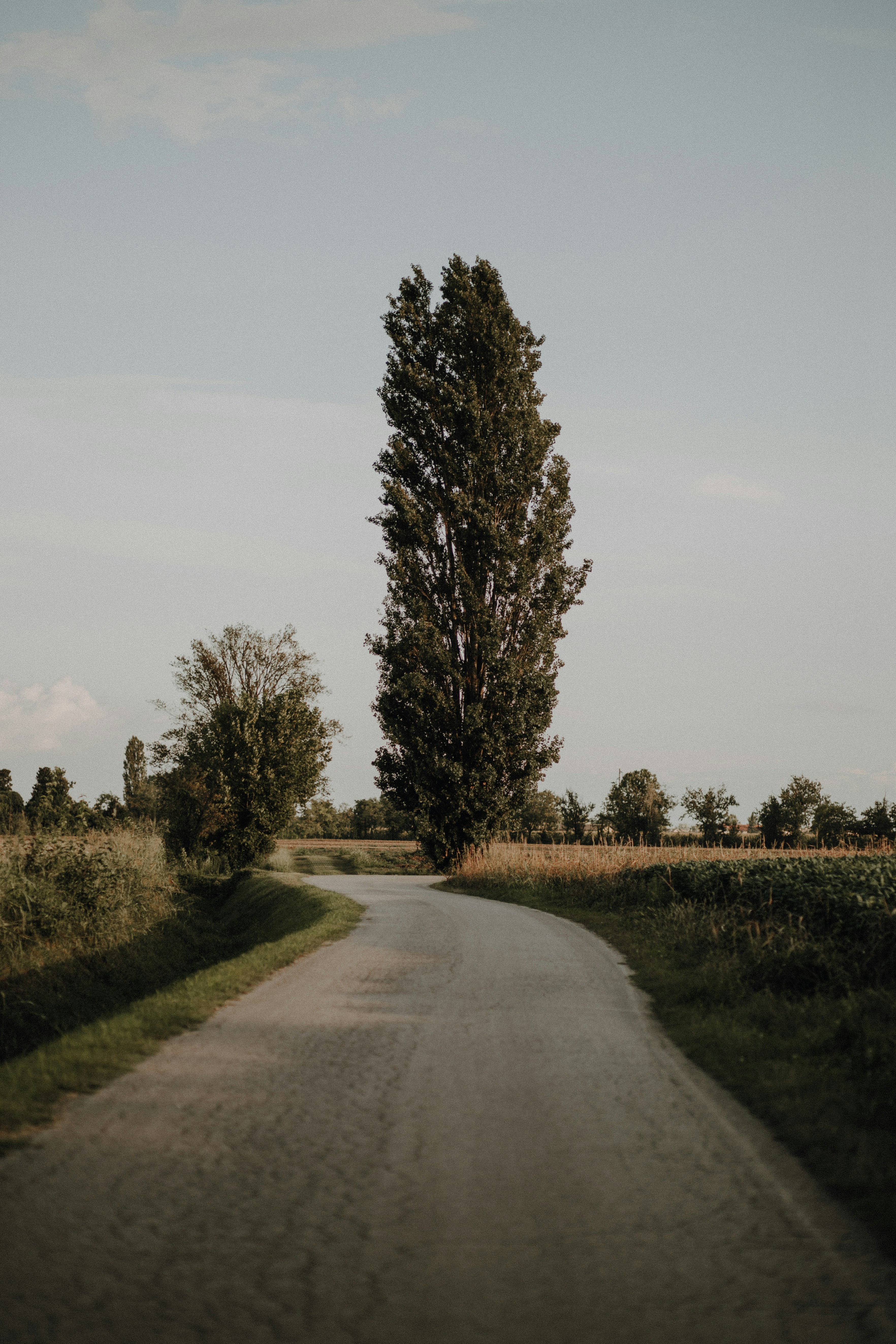 A road with trees on the side photo – Free Casaloldo Image on Unsplash