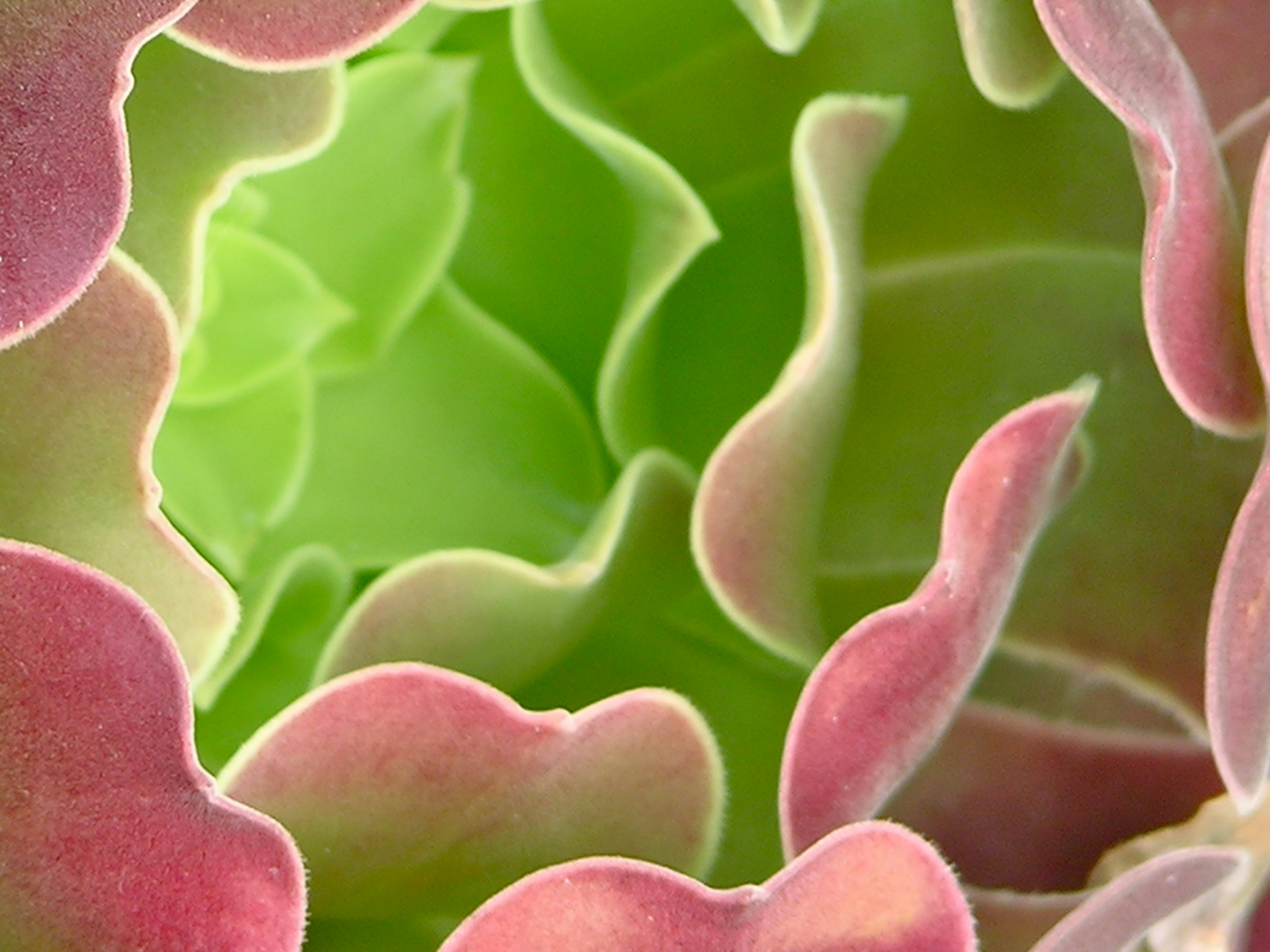 Close-up of vibrant succulent leaves forming a rosette, with pink-tinged edges and bright green centers; a macro study emphasizing texture and color contrast.