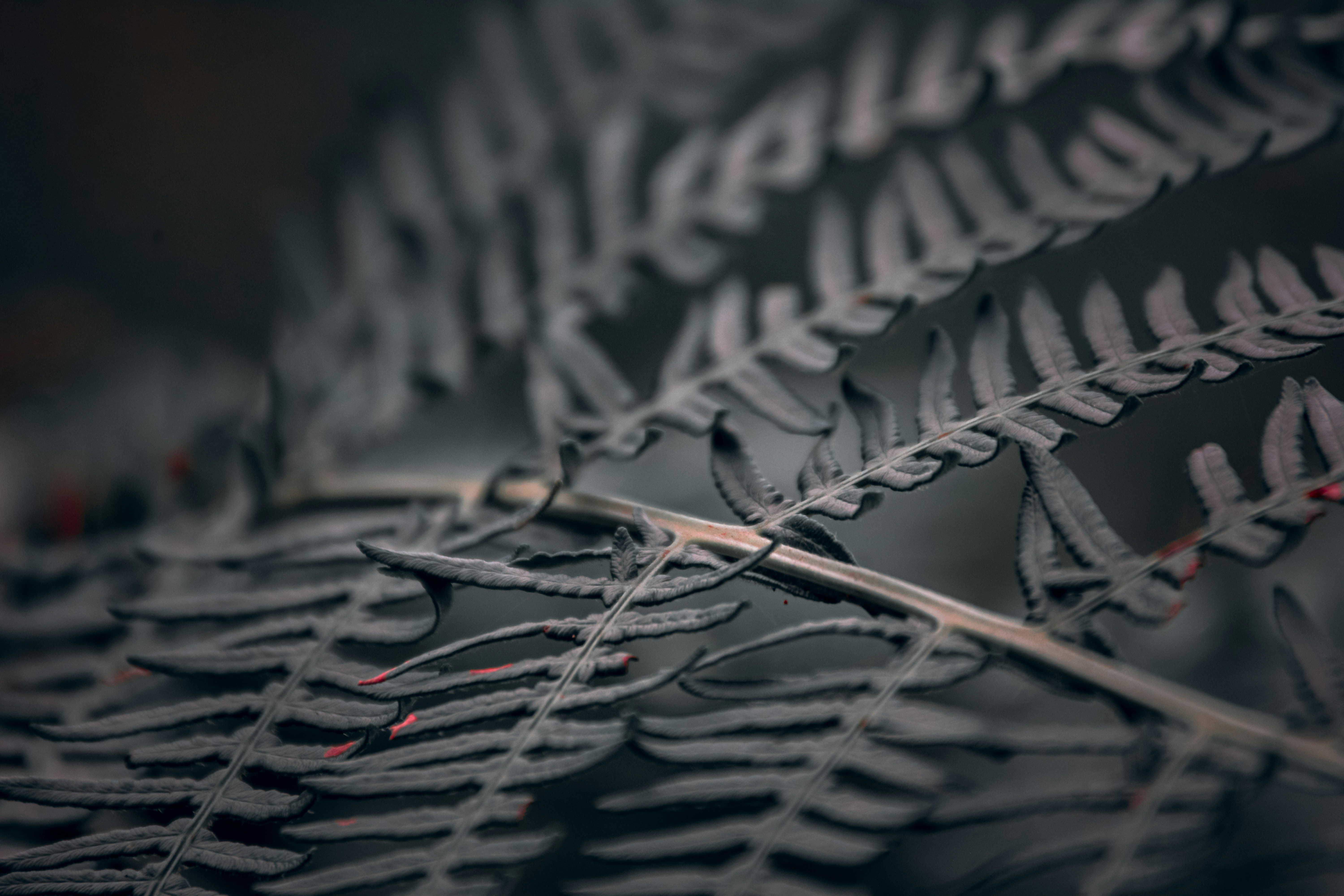 Intricate fern leaves cast in soft shadows, highlighting their delicate structure and rich textures.