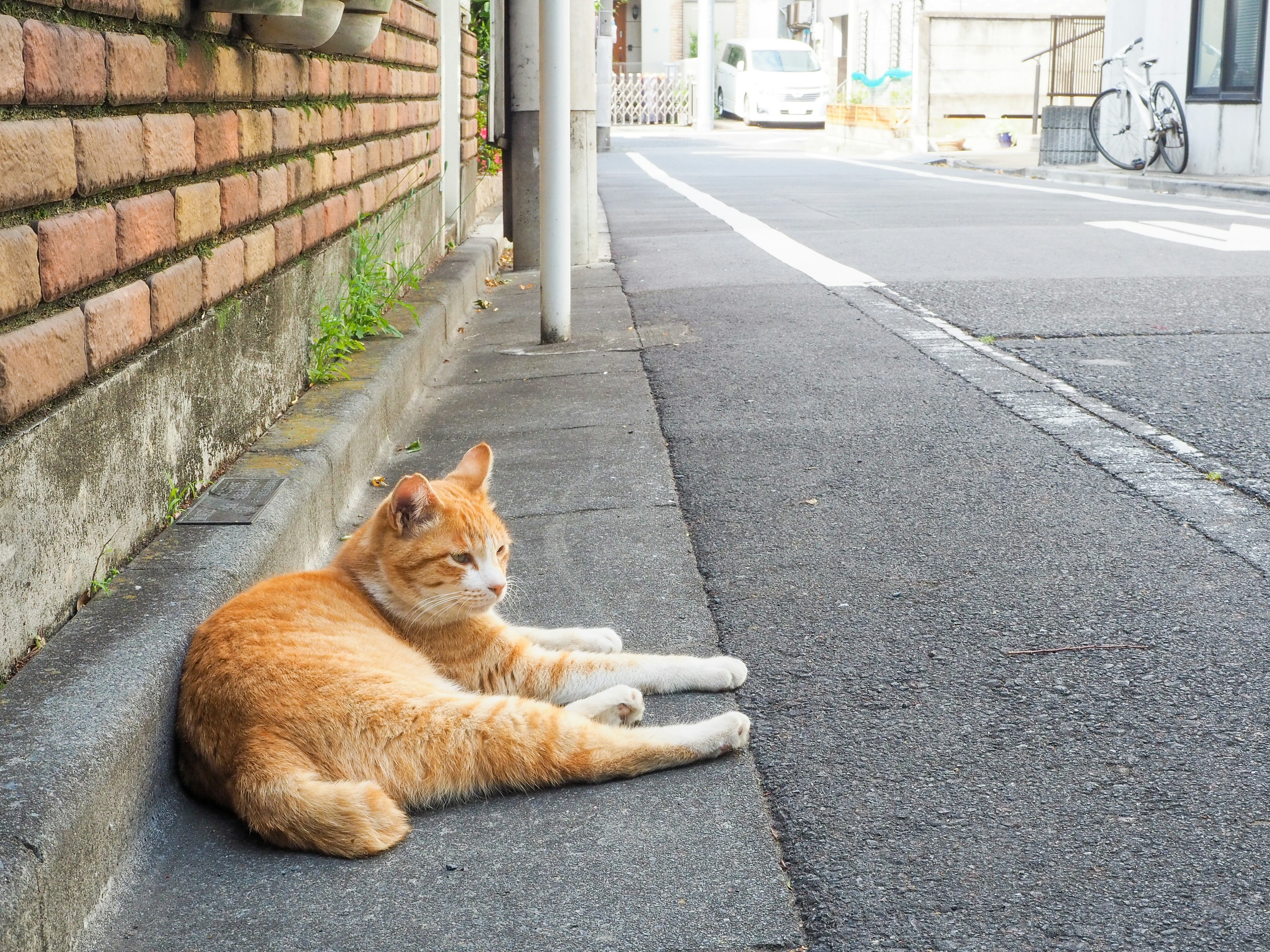 Orange tabby cat lounging on the sidewalk beside a brick wall in a quiet urban setting.