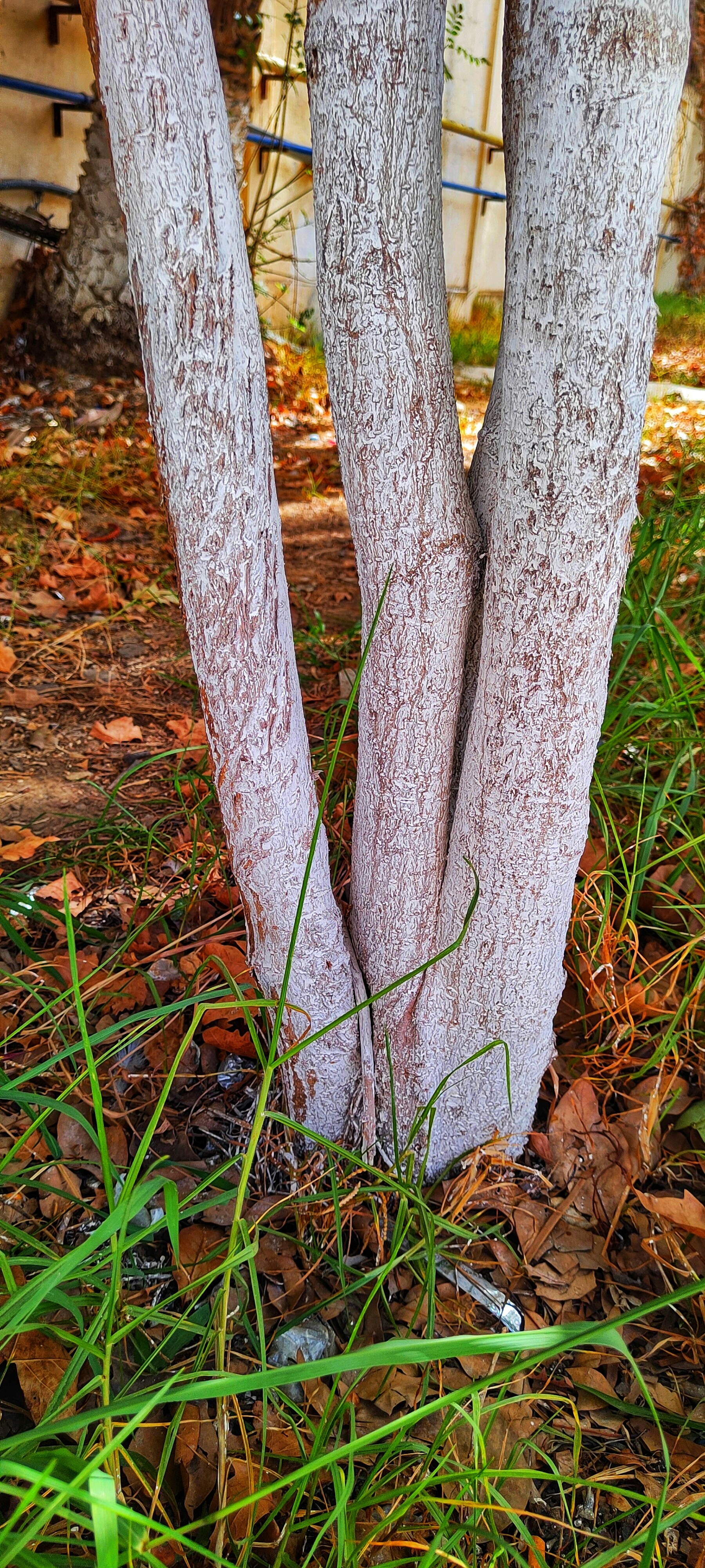 Three tree trunks converge at the base in a sunlit yard, with fallen leaves and blades of green grass.