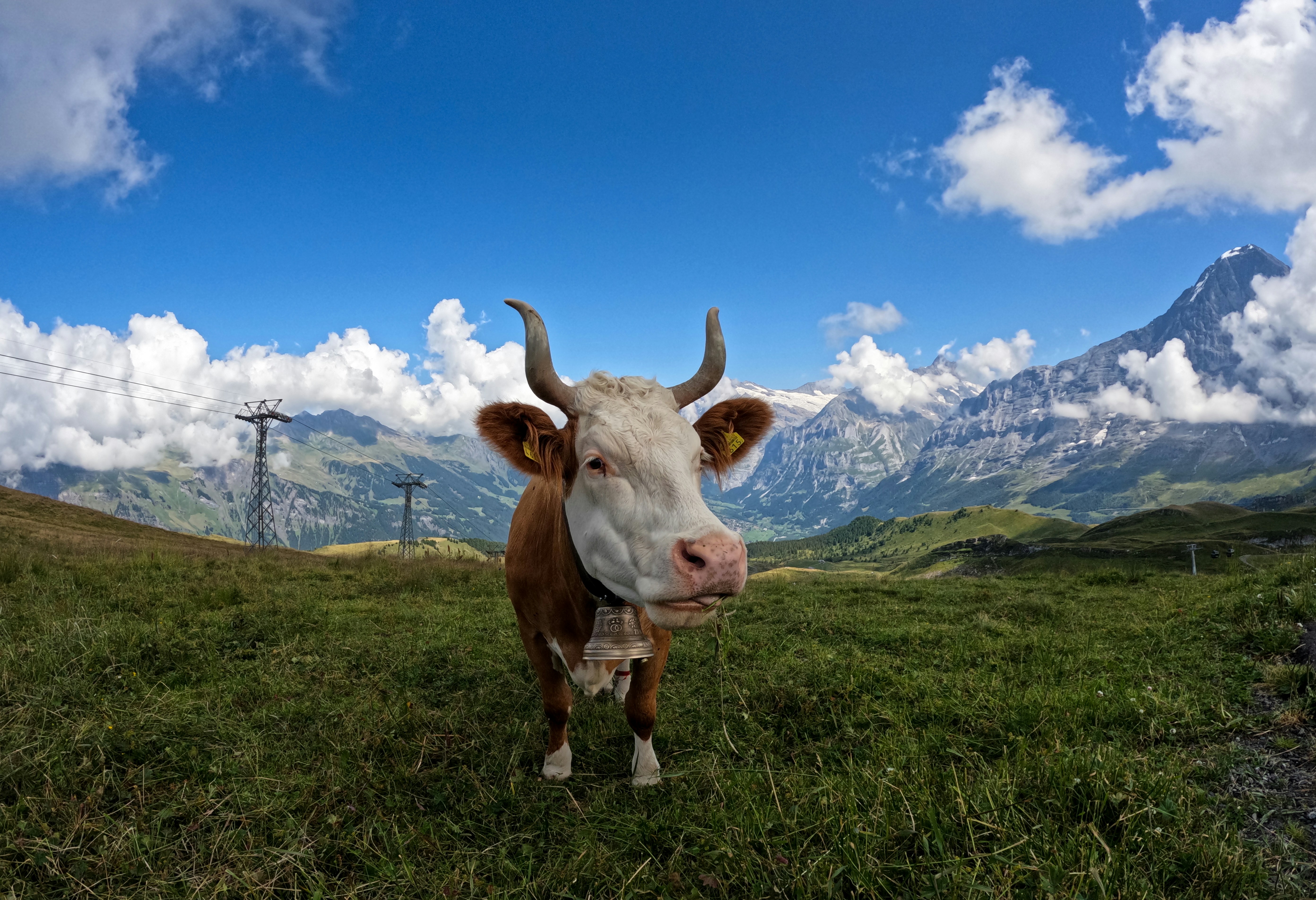 Close-up photograph of a cow standing in a verdant alpine meadow with distant snow-capped mountains under a clear blue sky. The foreground animal anchors the frame against a sweeping landscape.