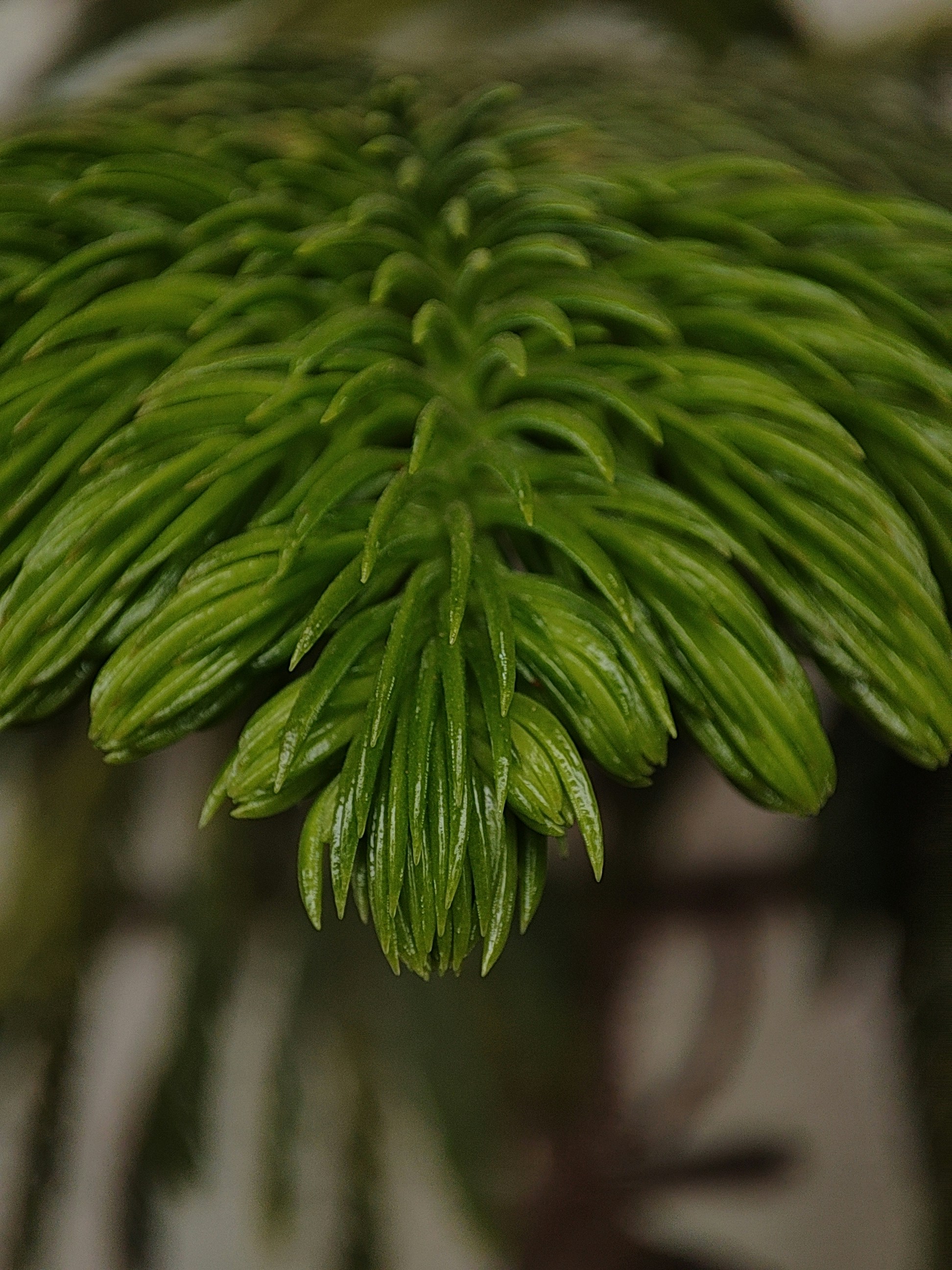 Close-up of lush green foliage showcasing delicate needle-like leaves arranged in a symmetrical pattern.