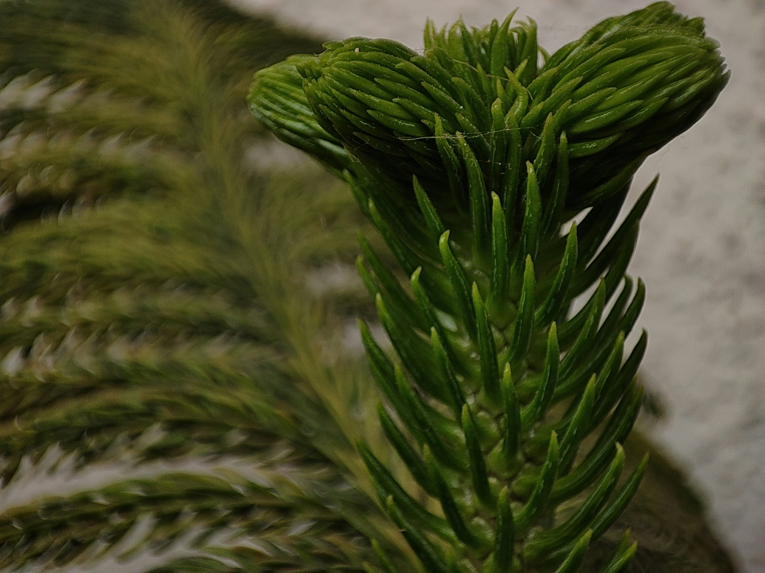 Close-up of a vibrant green pine branch showcasing its intricate needle arrangement. The texture and detail highlight the natural beauty of the plant.