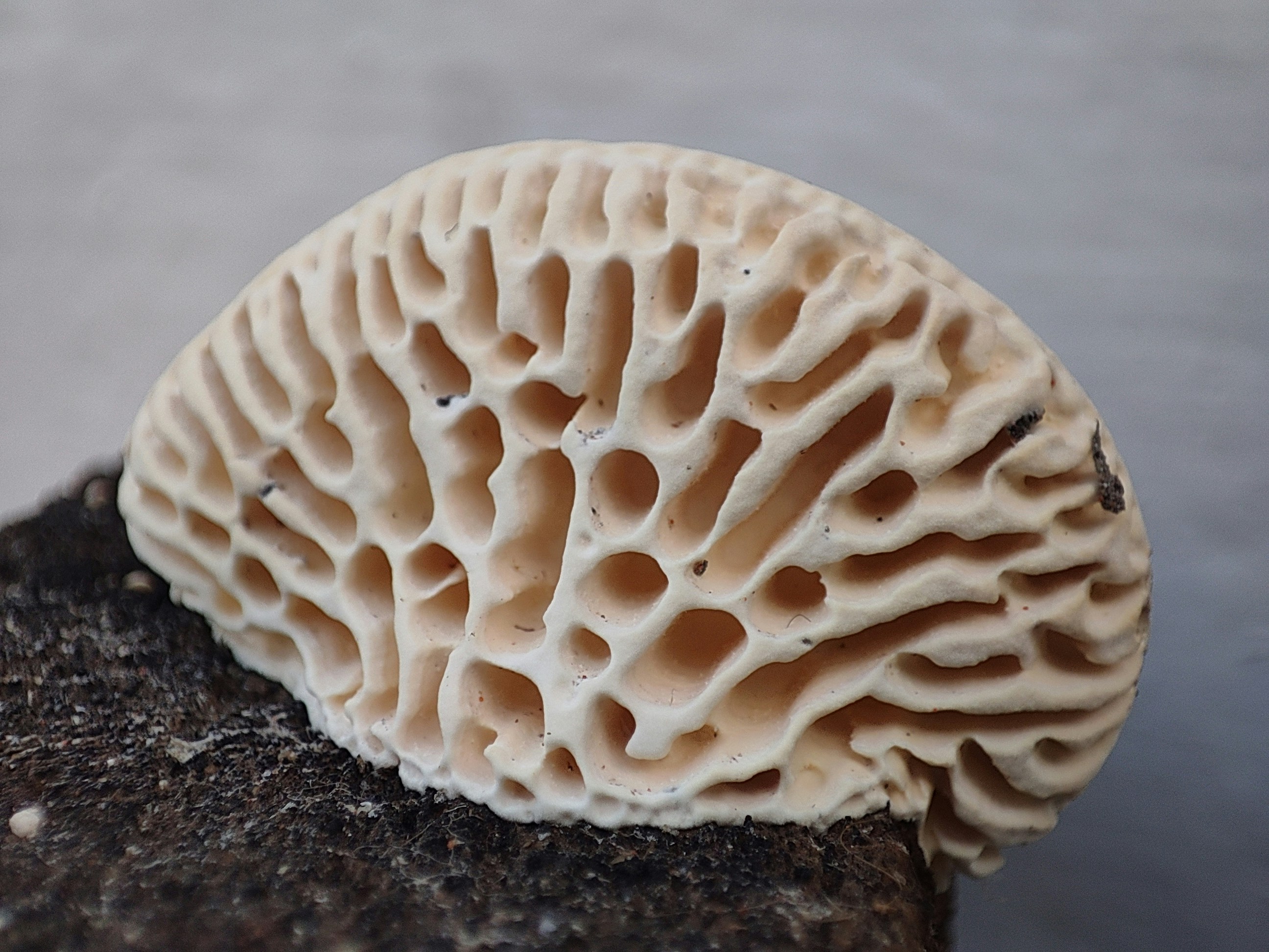 Ivory Hymn: A Close-Up of Porous Pleats on a Dune Mushroom