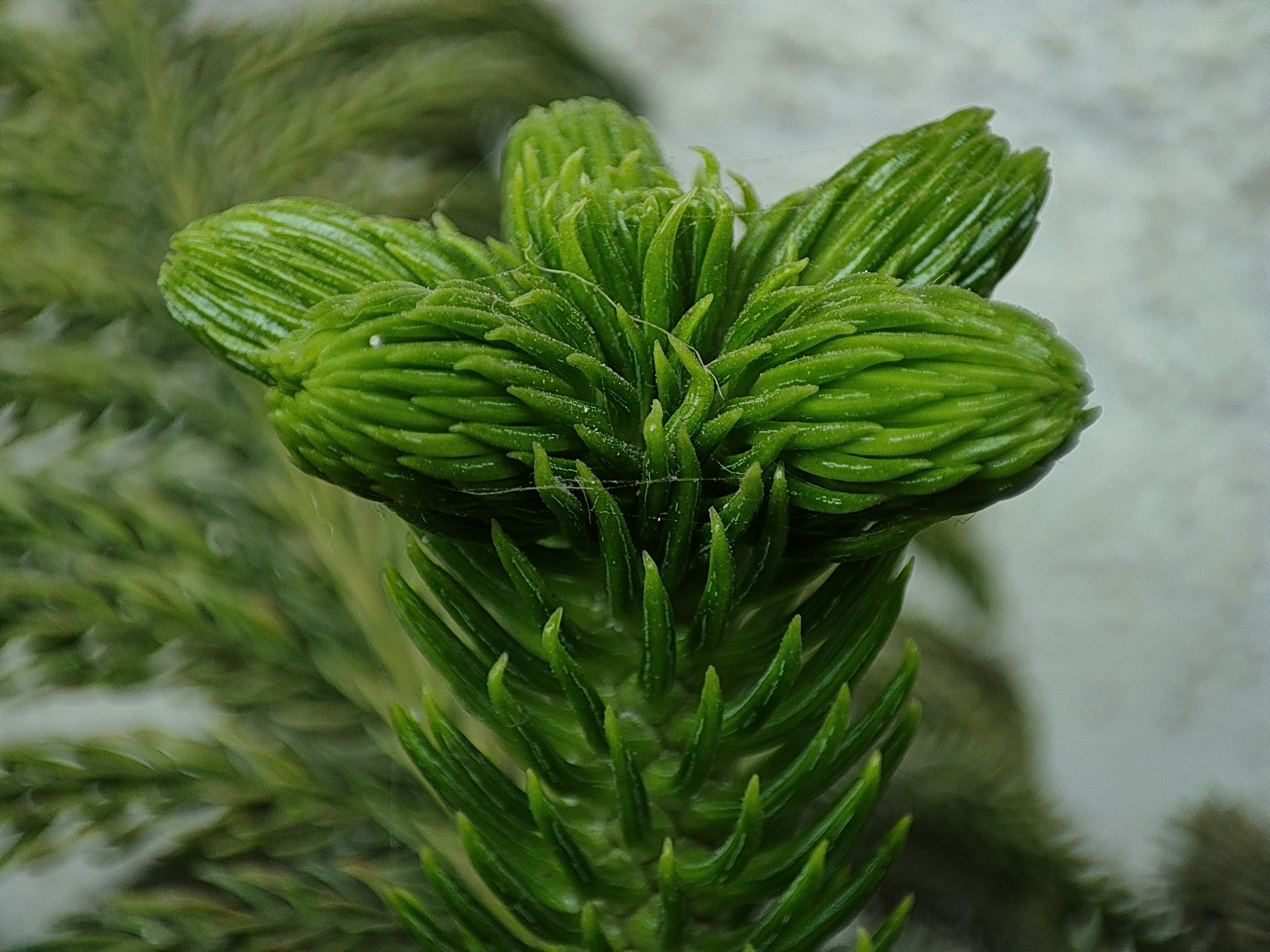 Close-up of a vibrant conifer shoot showcasing intricate needle formations. The lush green colors highlight the freshness of new growth.