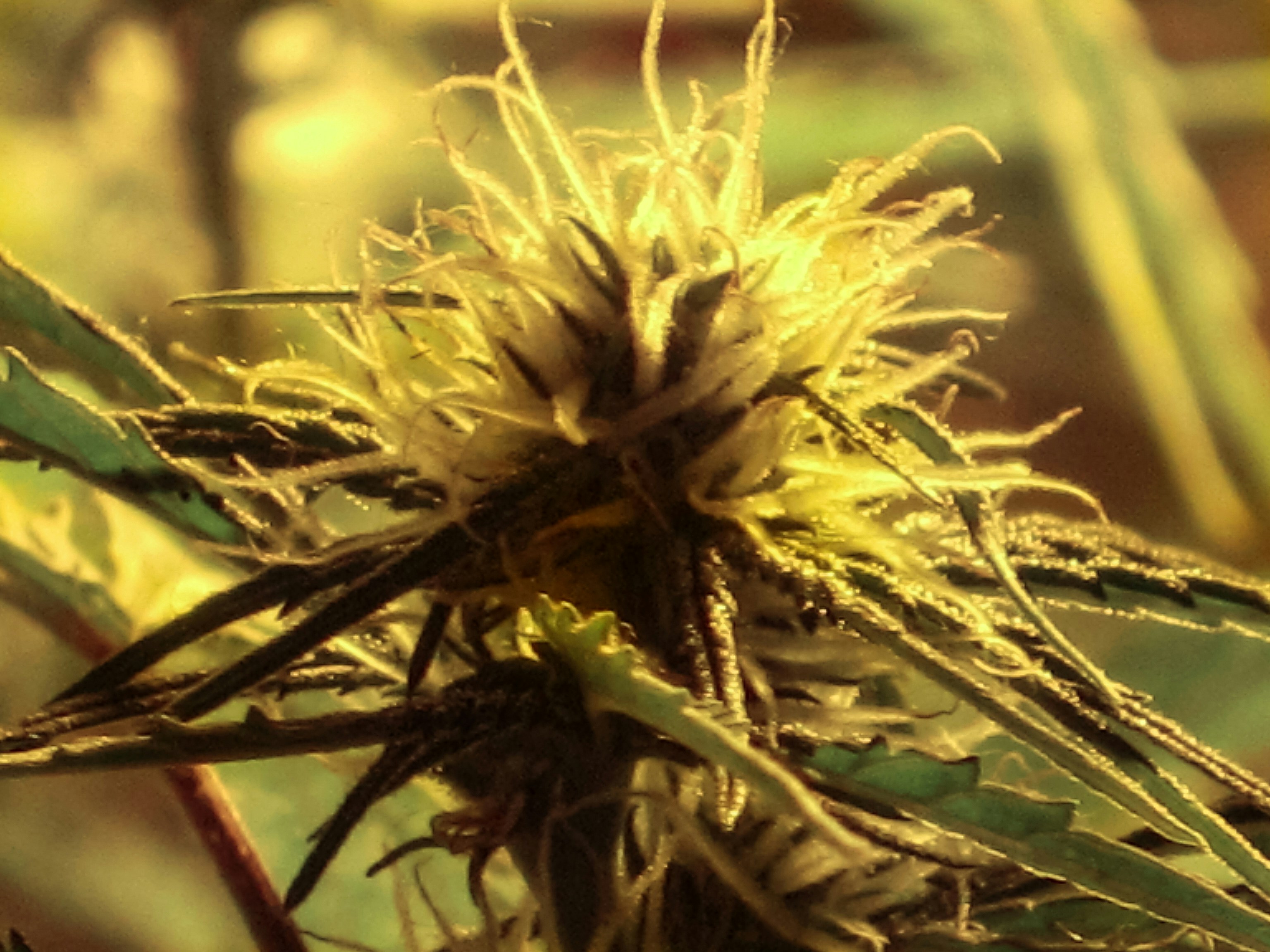 Detailed close-up of a flowering cannabis plant showcasing its unique structure and texture. The intricate arrangement of leaves and buds highlights the complexity of botanical life.