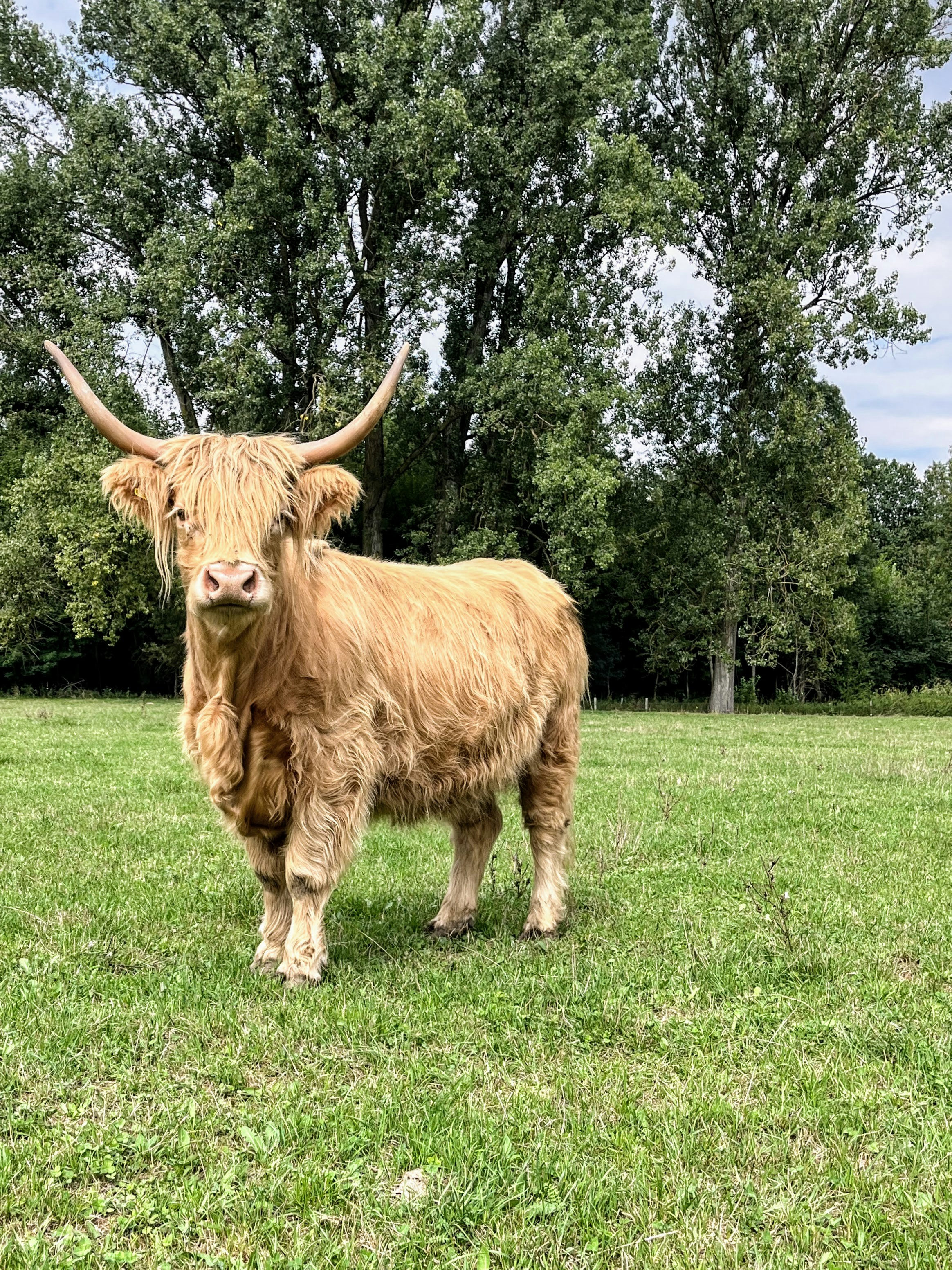Vache Highlander Photos | Télécharger des images gratuites sur Unsplash