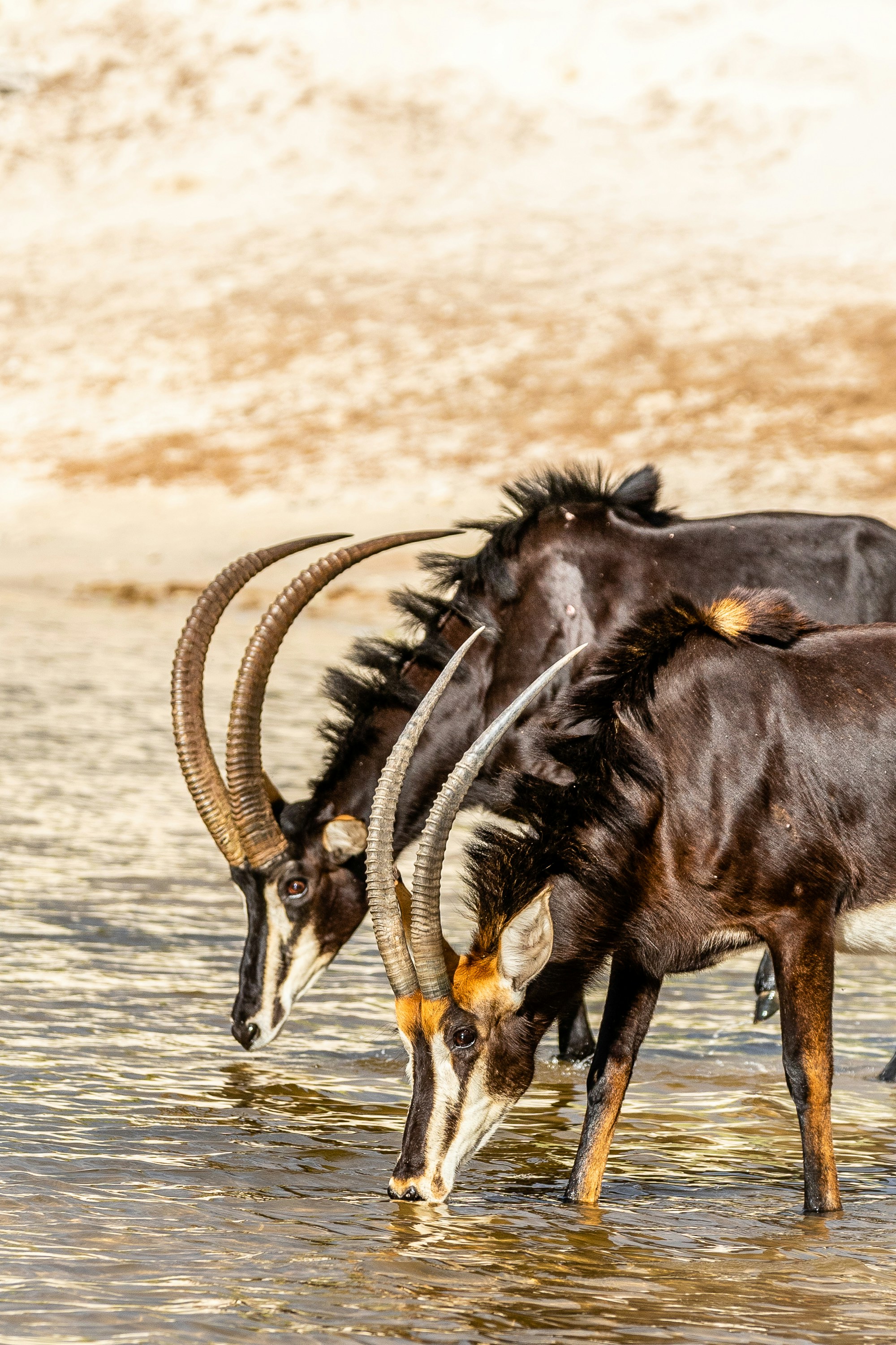 Two sable antelopes drinking water at a serene natural setting. Their striking horns and glossy coats reflect the beauty of wildlife.