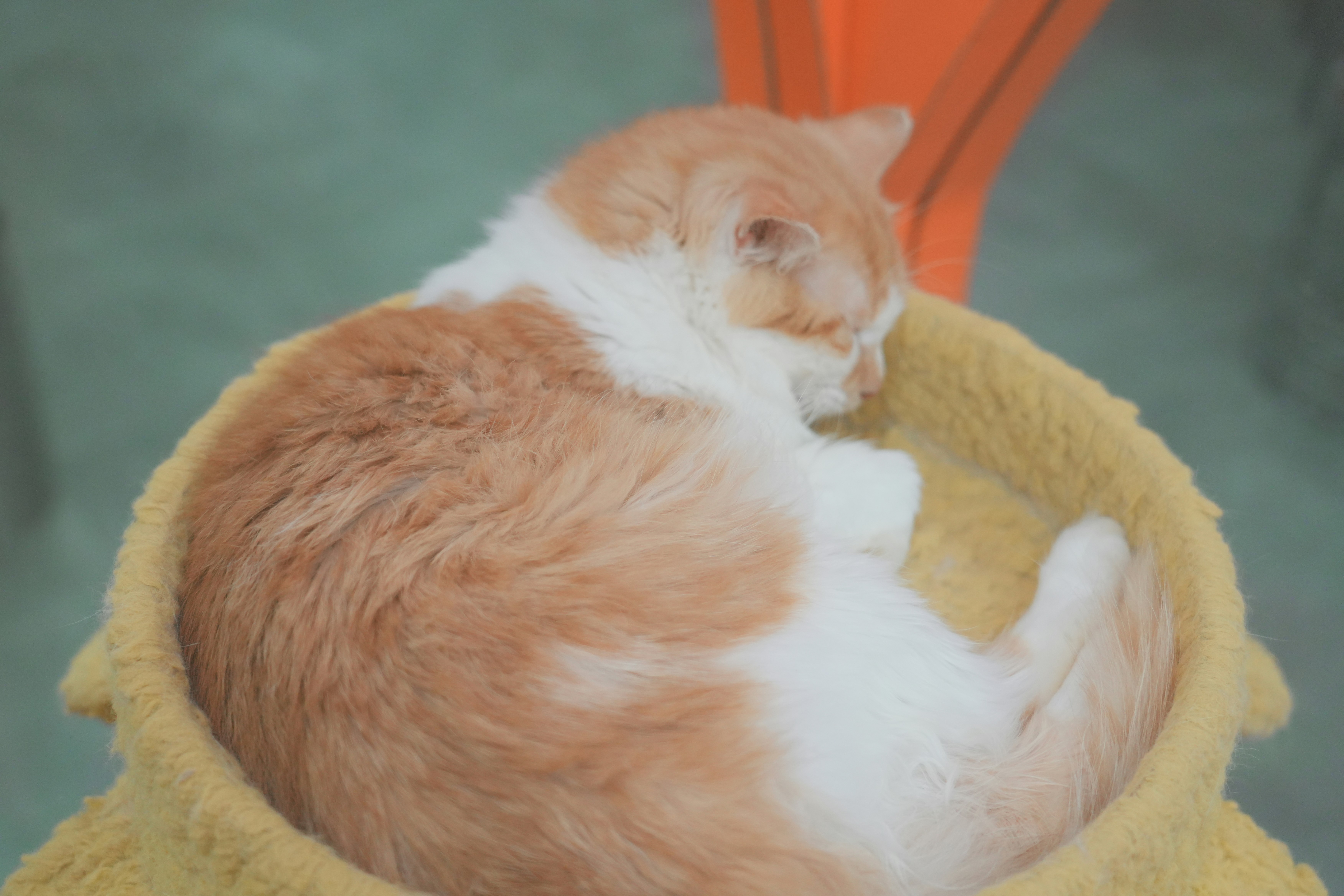 a cat holding a kitten