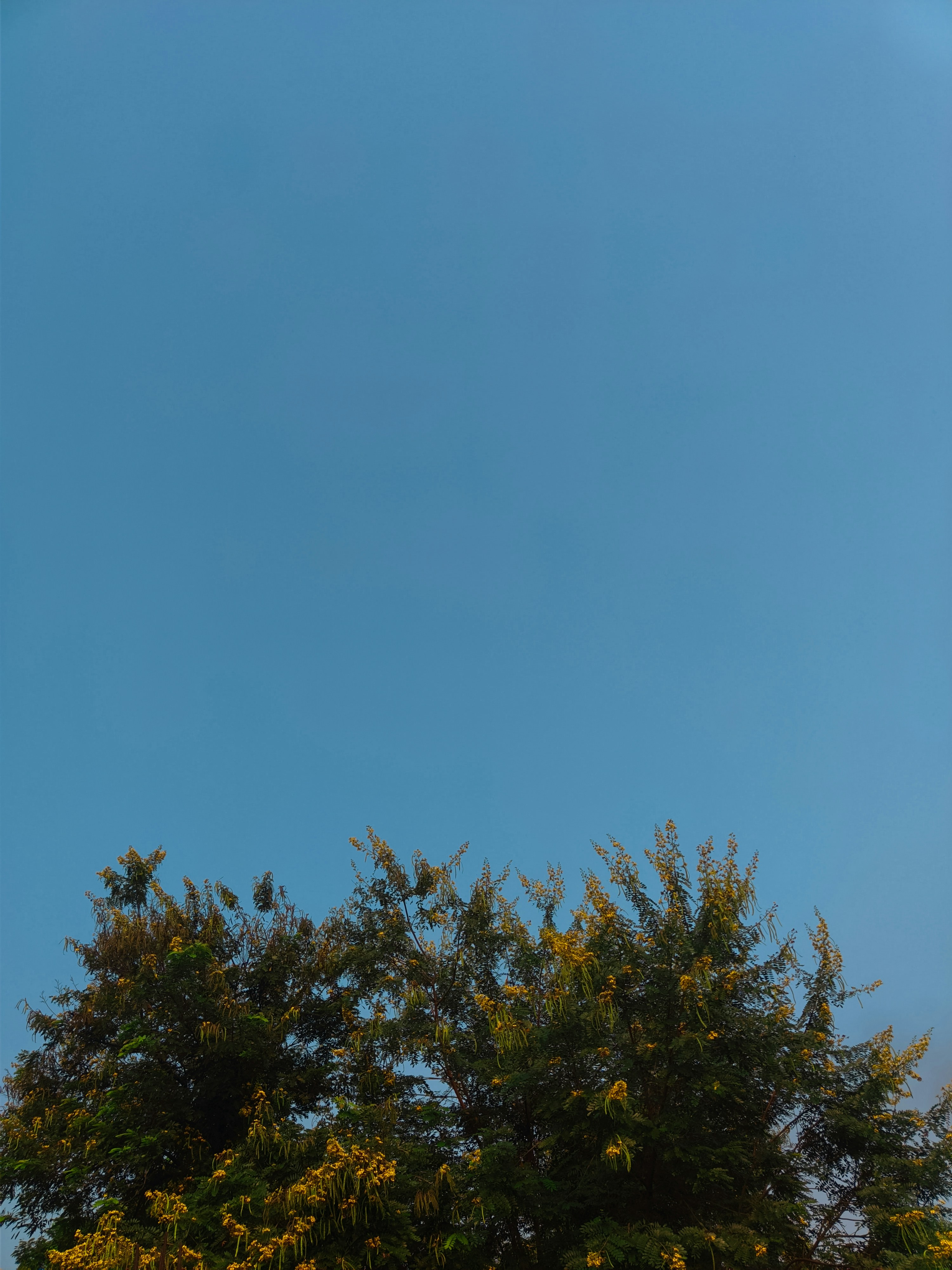 Photo by Aman Mahapatra with OnePlus 7T