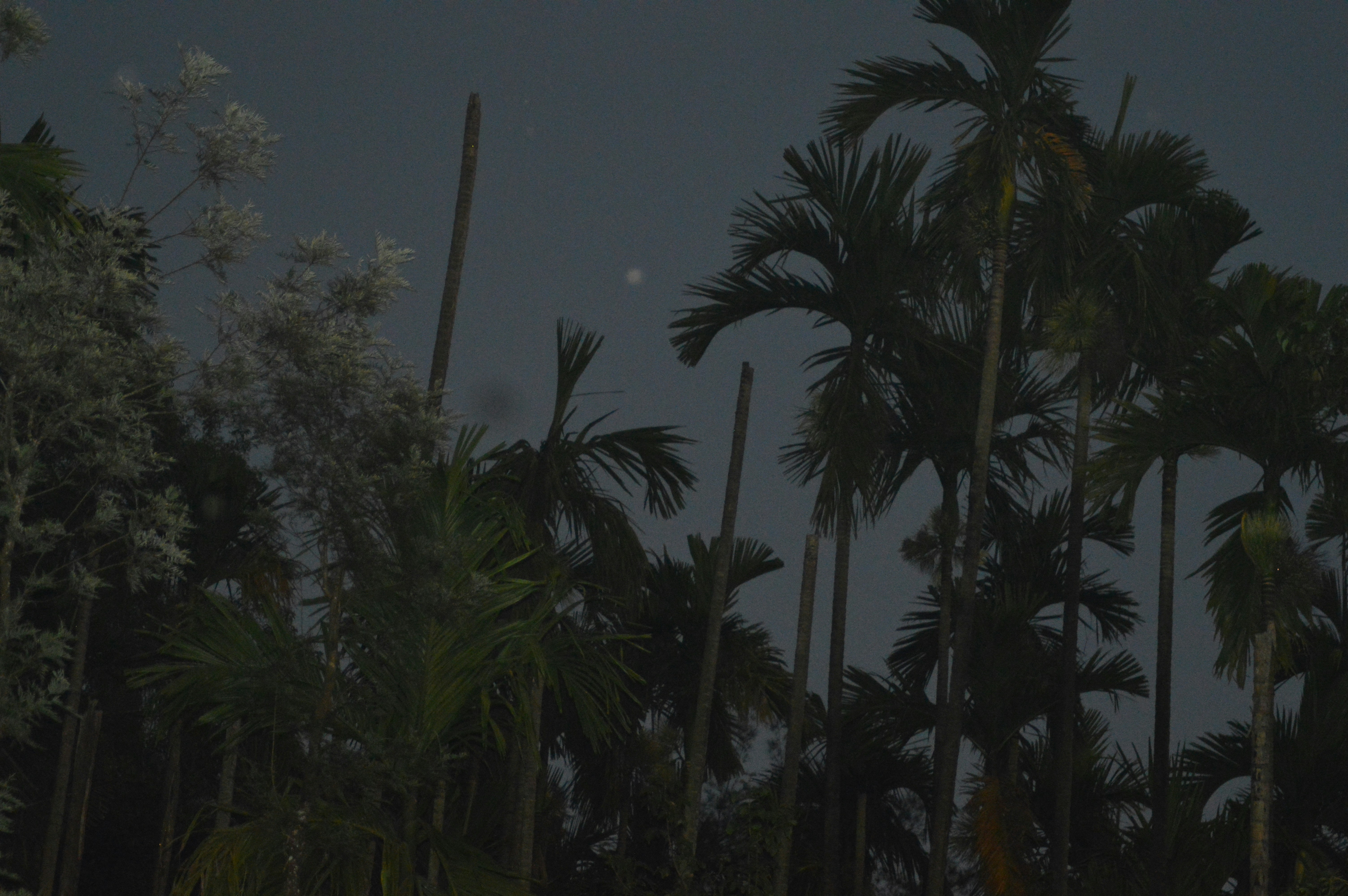 Lone Star Over Palm Alley