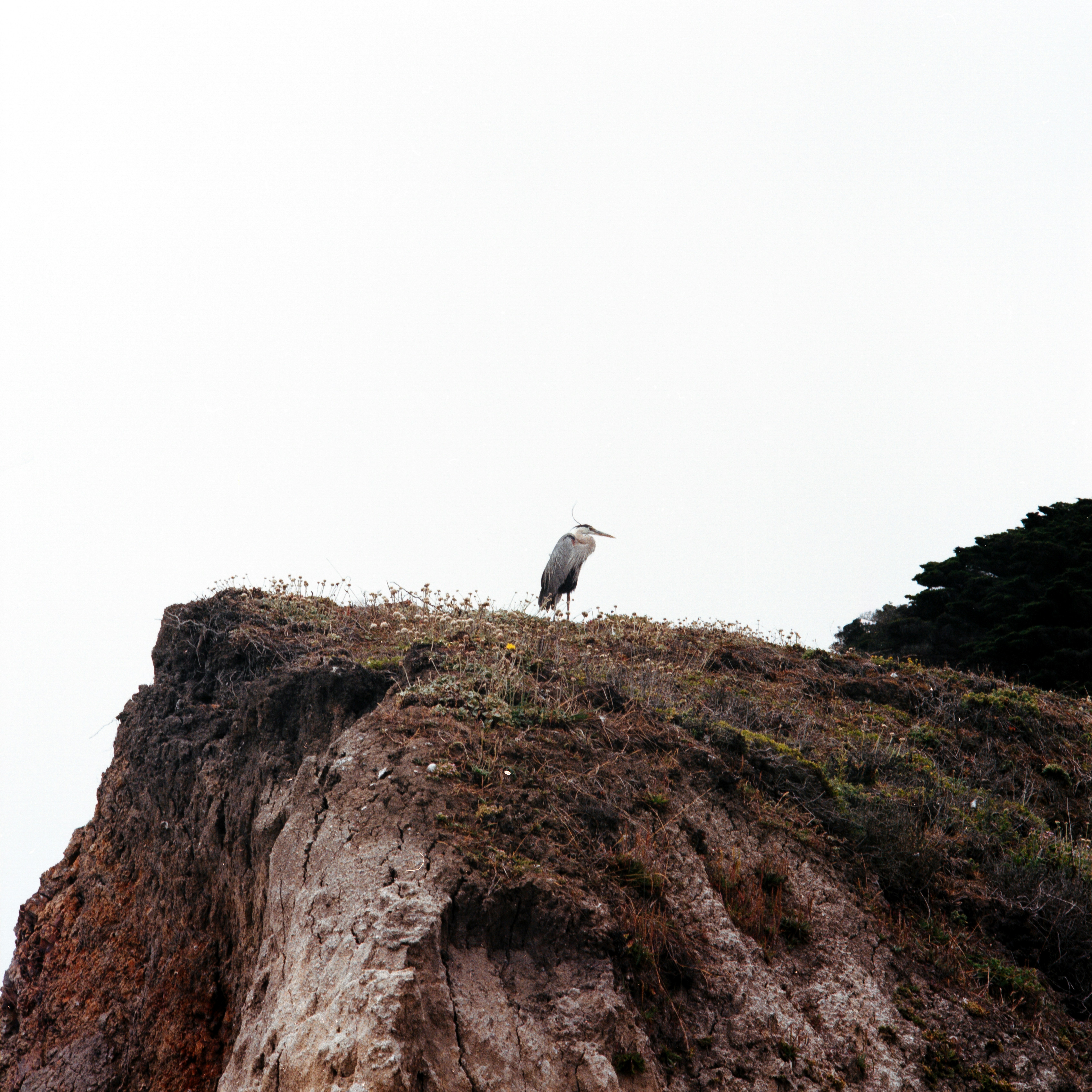 A bird on a rock photo – Free Usa Image on Unsplash