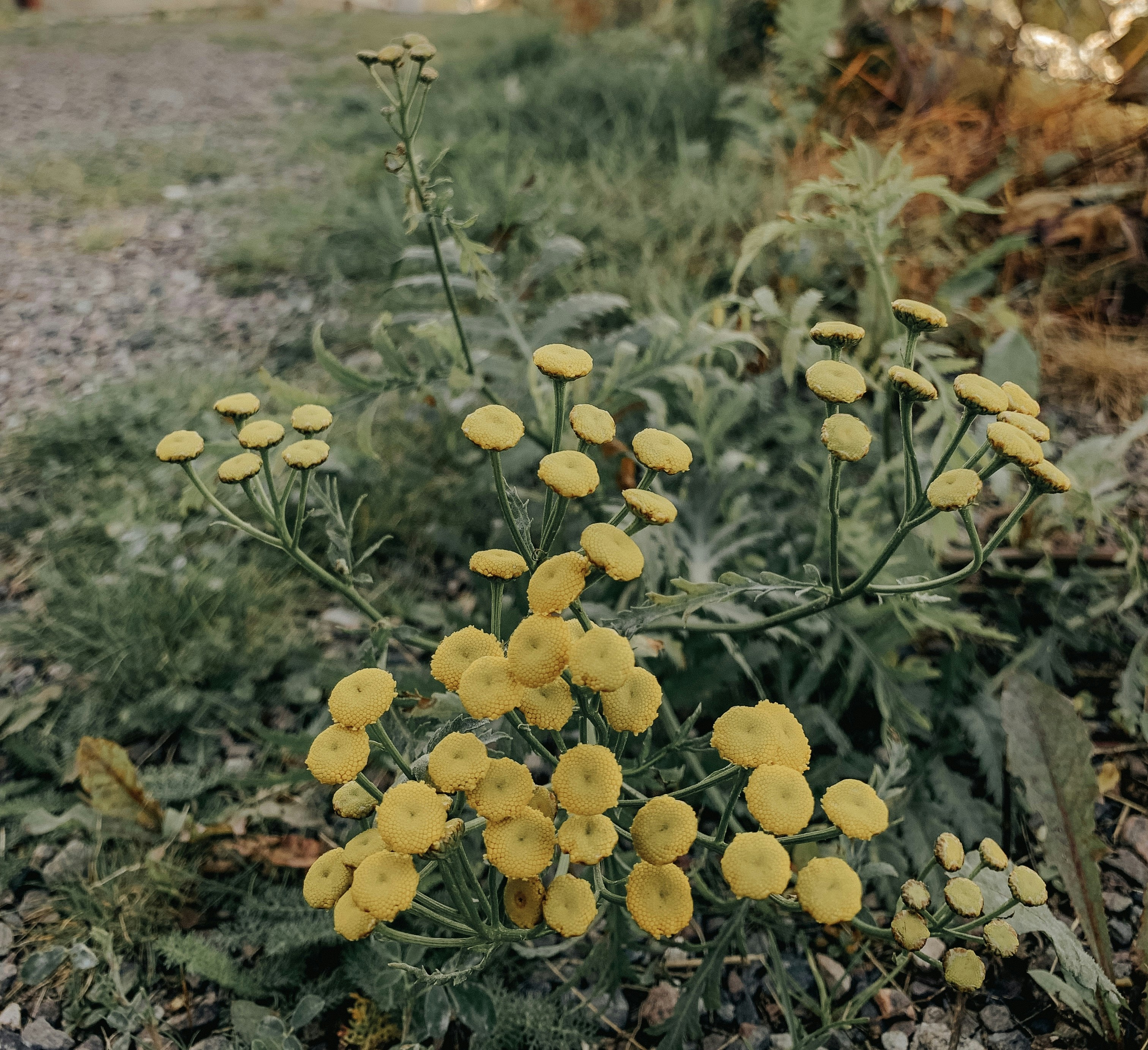 Golden Umbels in a Quiet Patch of Wild Greens