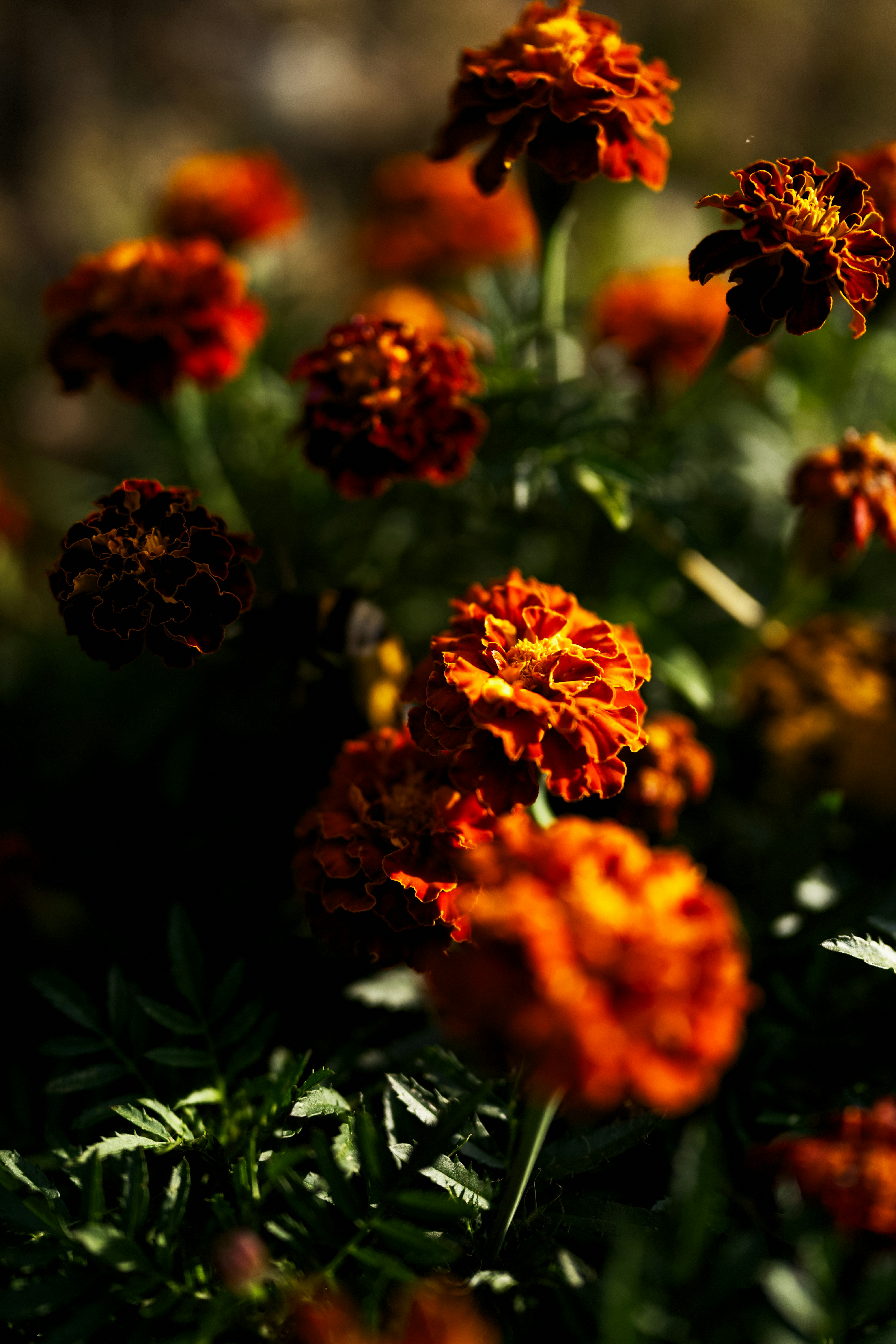 Emberlit Marigolds: a Close-In Study in Sun-Warmed Petals