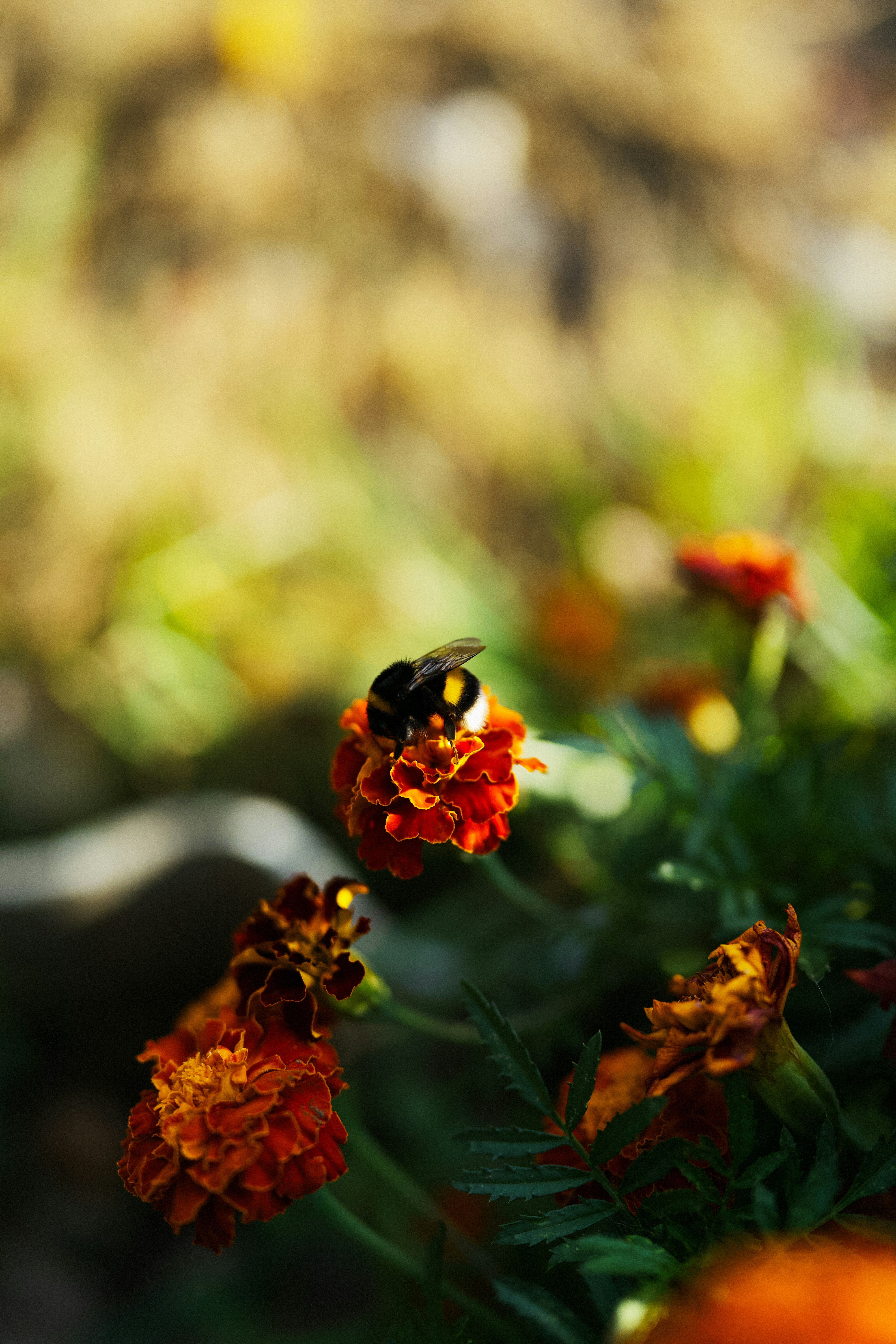Amber Marigold Moment: A Busy Bee on a Velvet Bloom