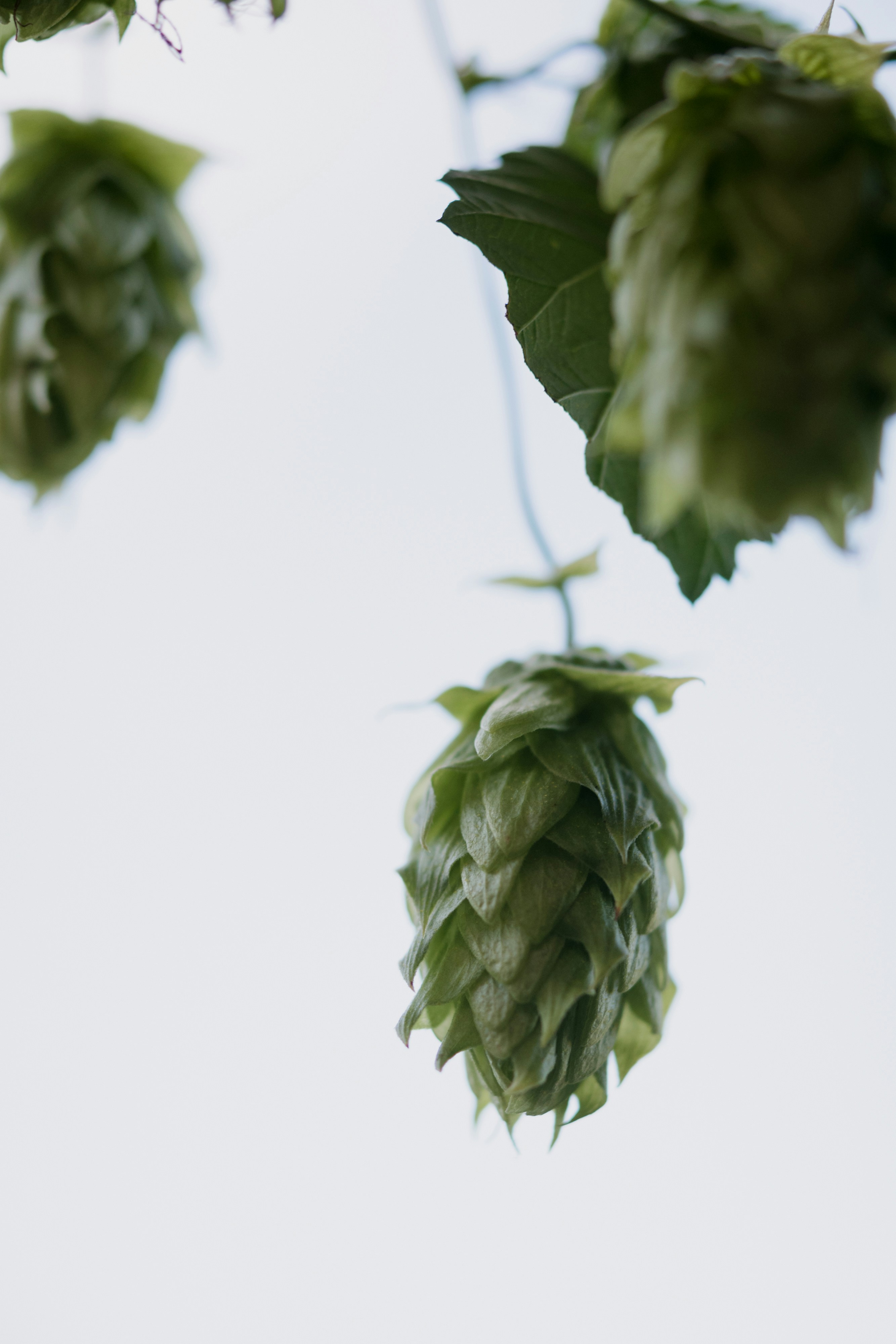 Bullion Hops: An In-Depth Look at This Unique Hop Variety - Hukins Hops