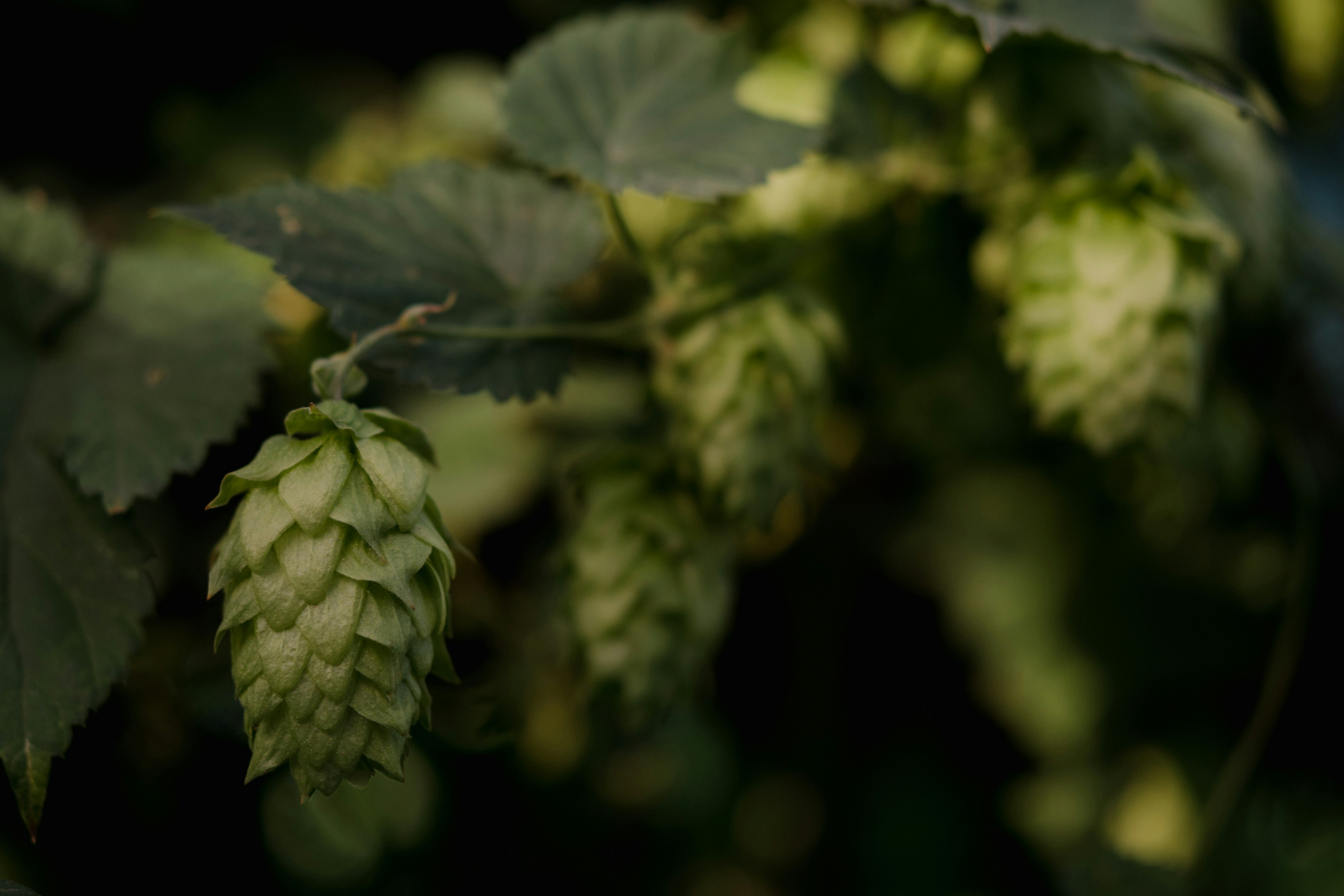 A close up of a plant photo – Free Fresh hops Image on Unsplash