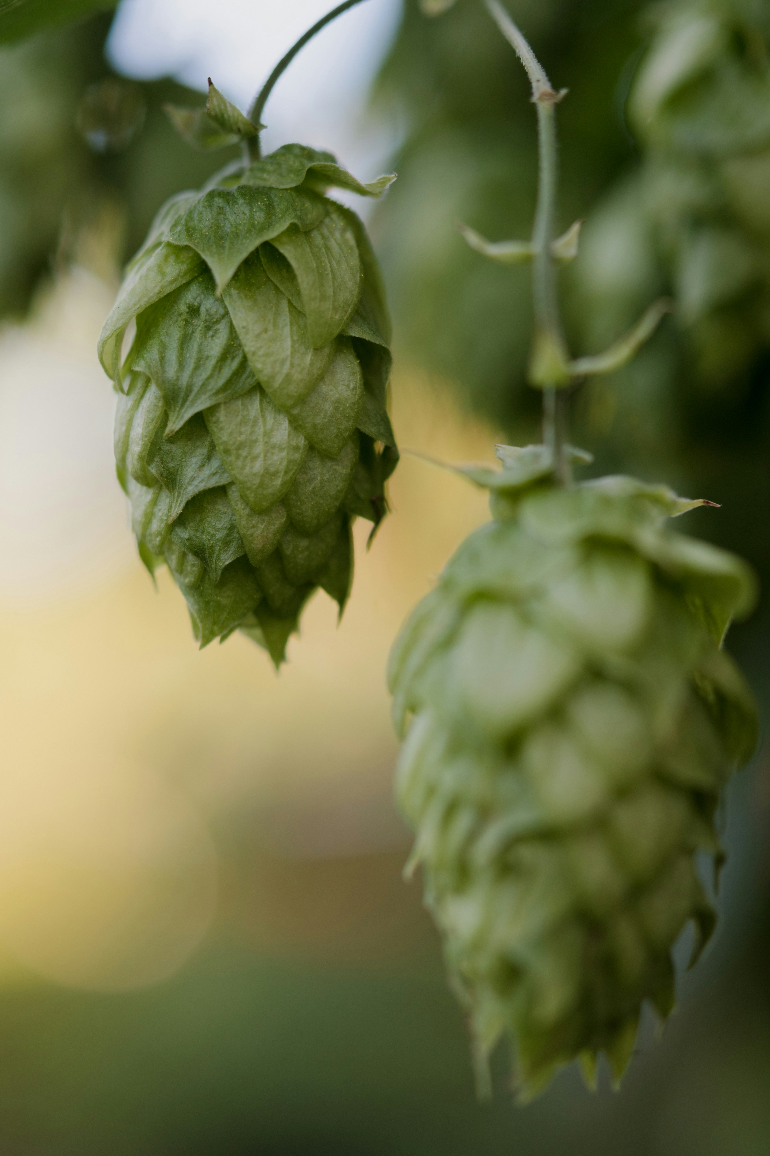 A close up of some leaves photo – Free Fresh hops Image on Unsplash