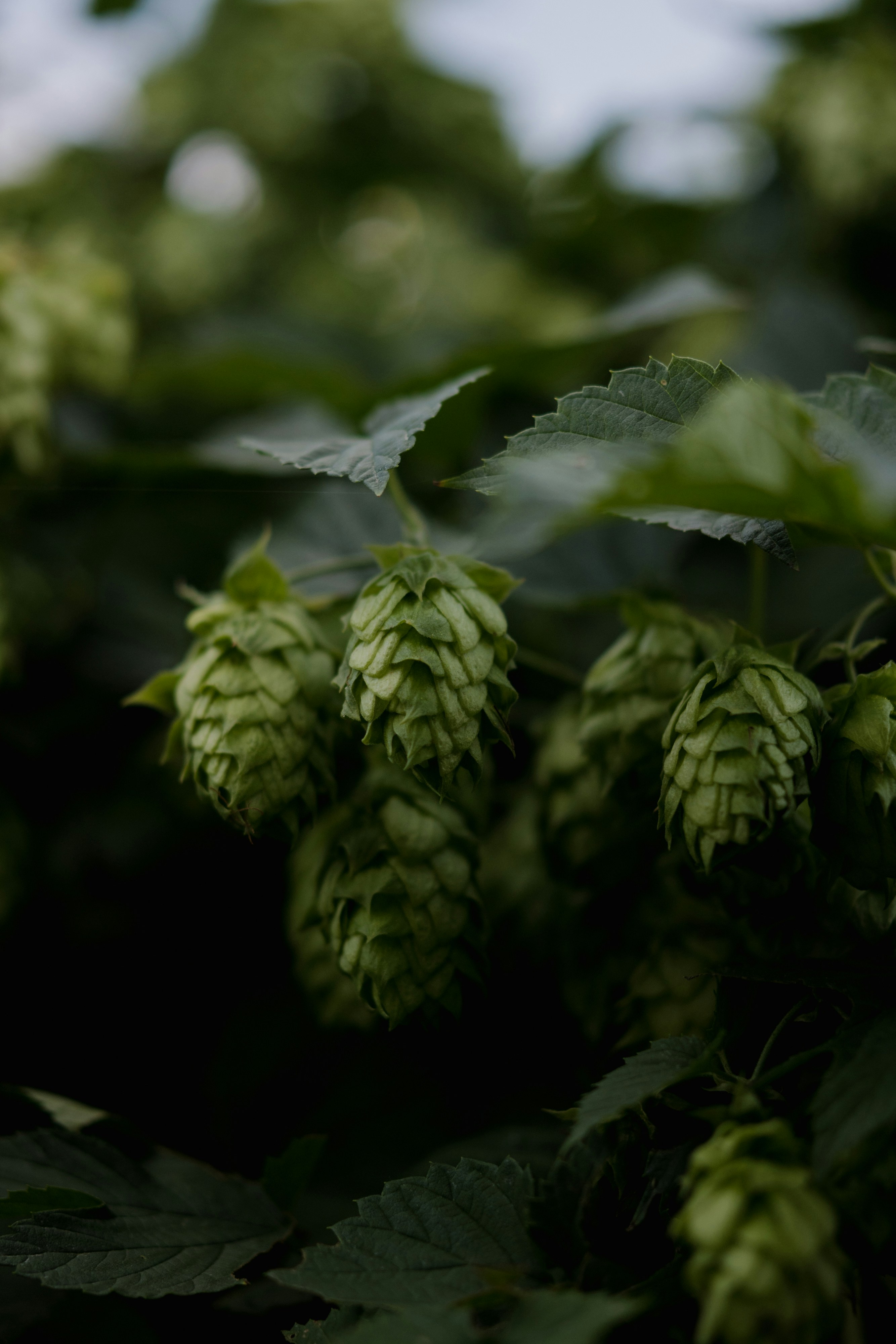 Un primer plano de una planta foto – Imagen de Lúpulo fresco gratuita ...