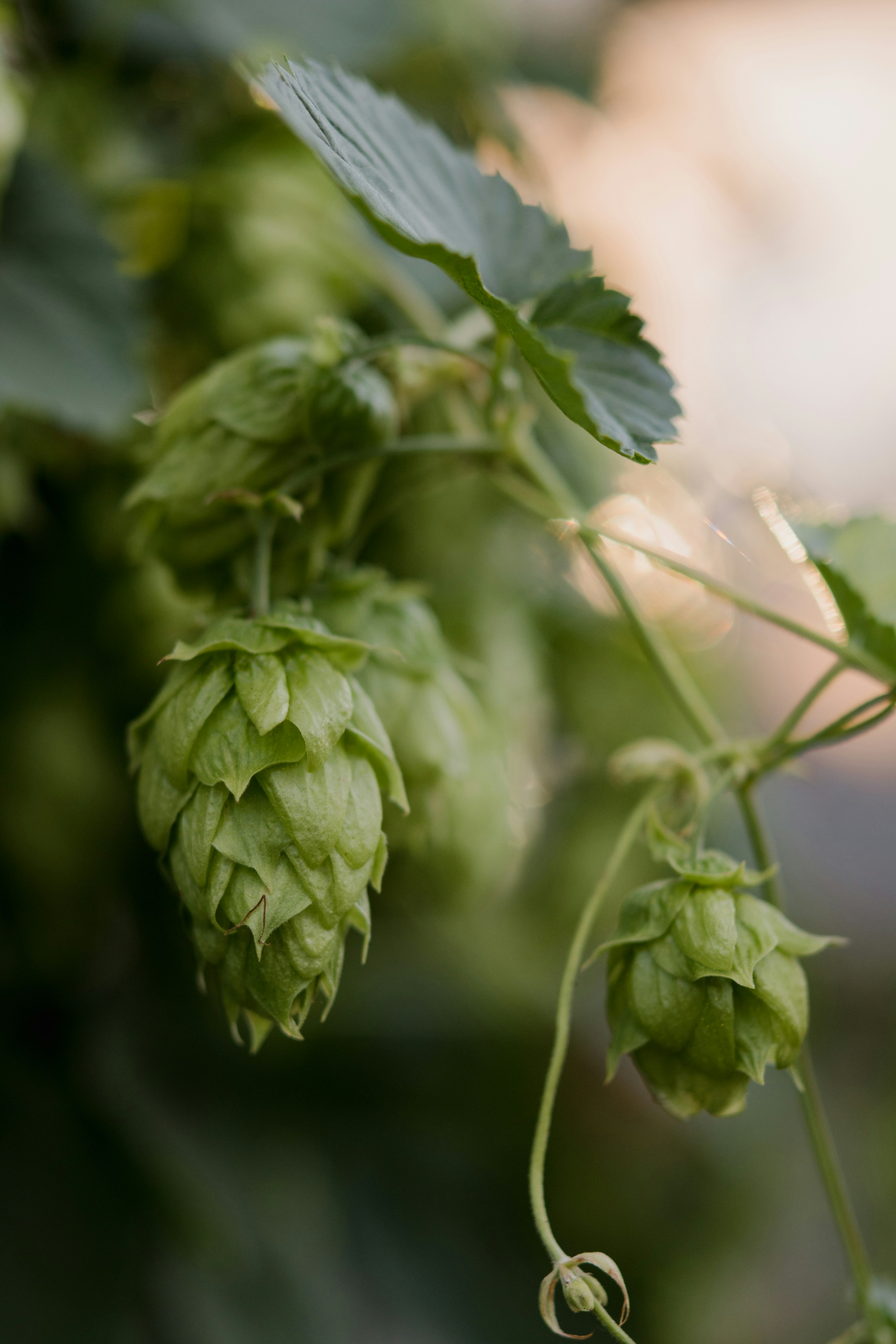Foto Primer plano de una planta – Imagen Lúpulo fresco gratis en Unsplash