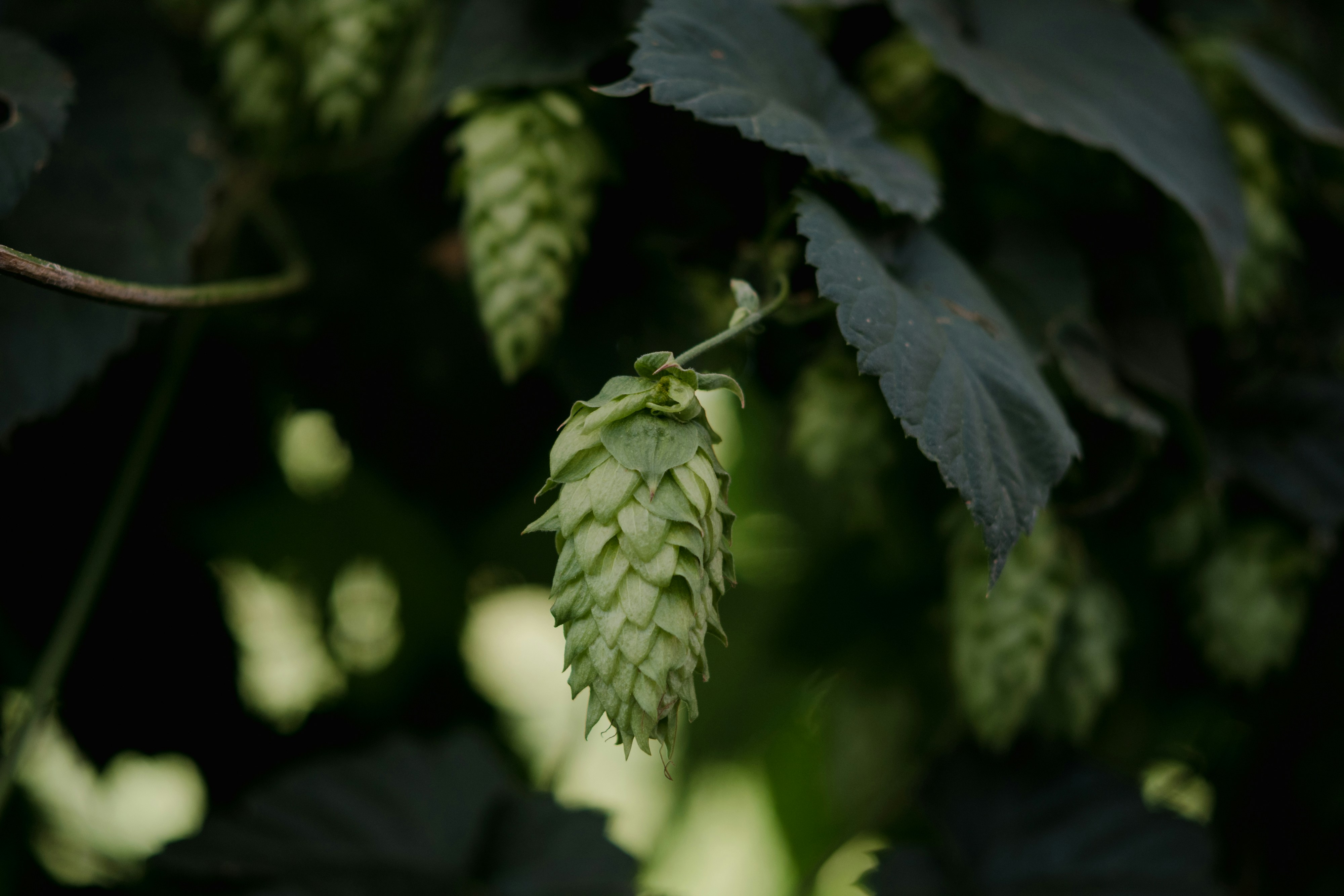 Hops Pictures | Download Free Images on Unsplash