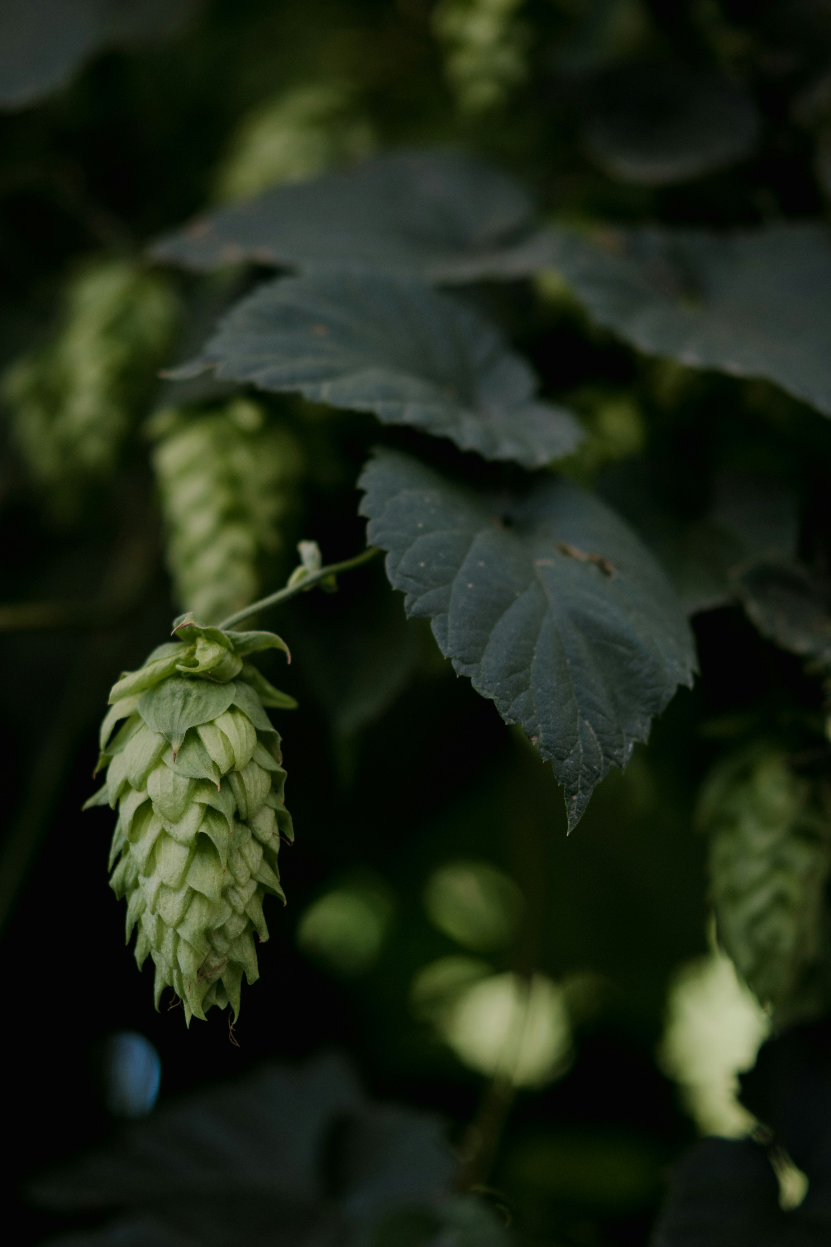 Emerald Hop Cone in a Quiet Green Canopy