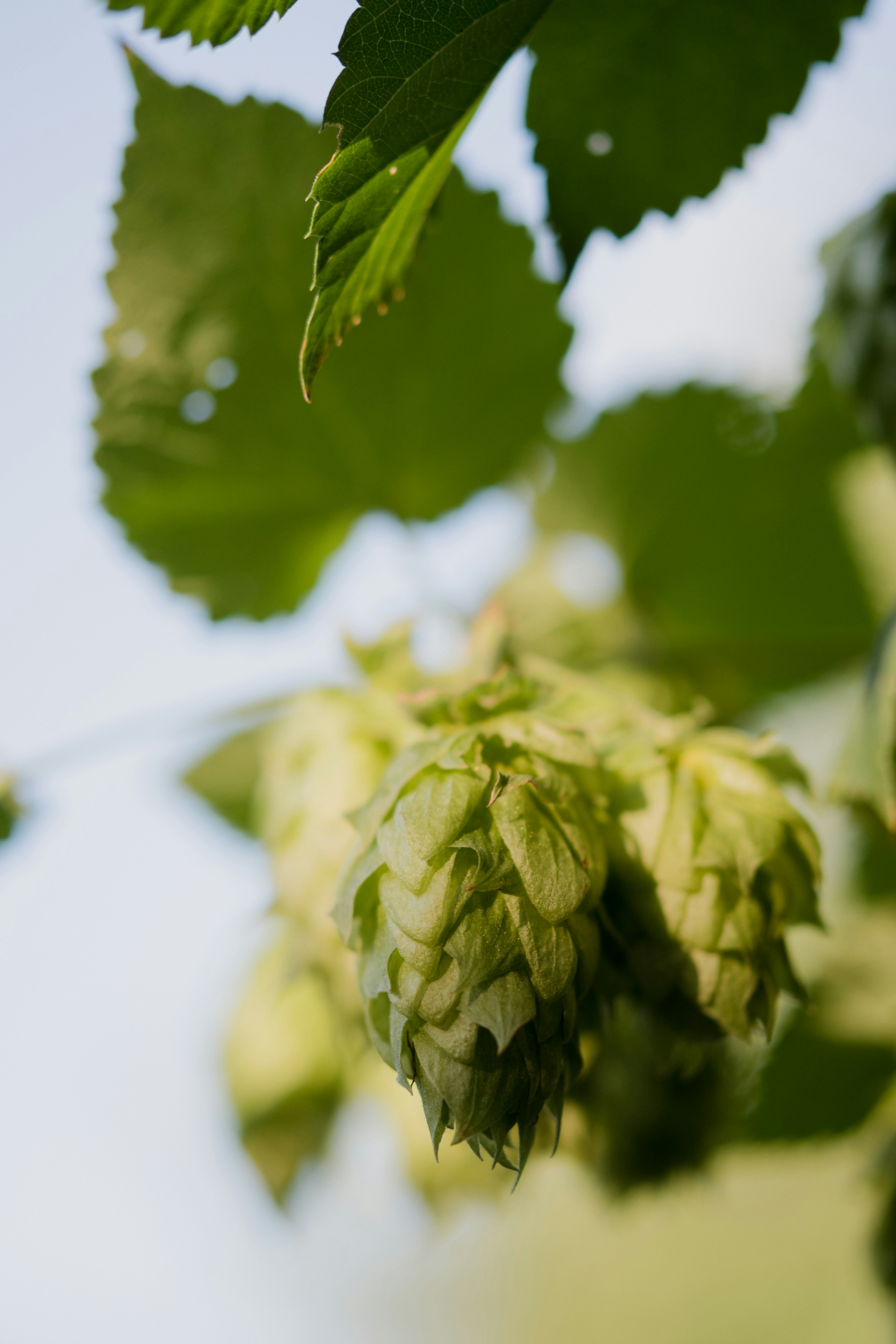 Emerald Hop Cones: A Macro Portrait in Soft Backlight