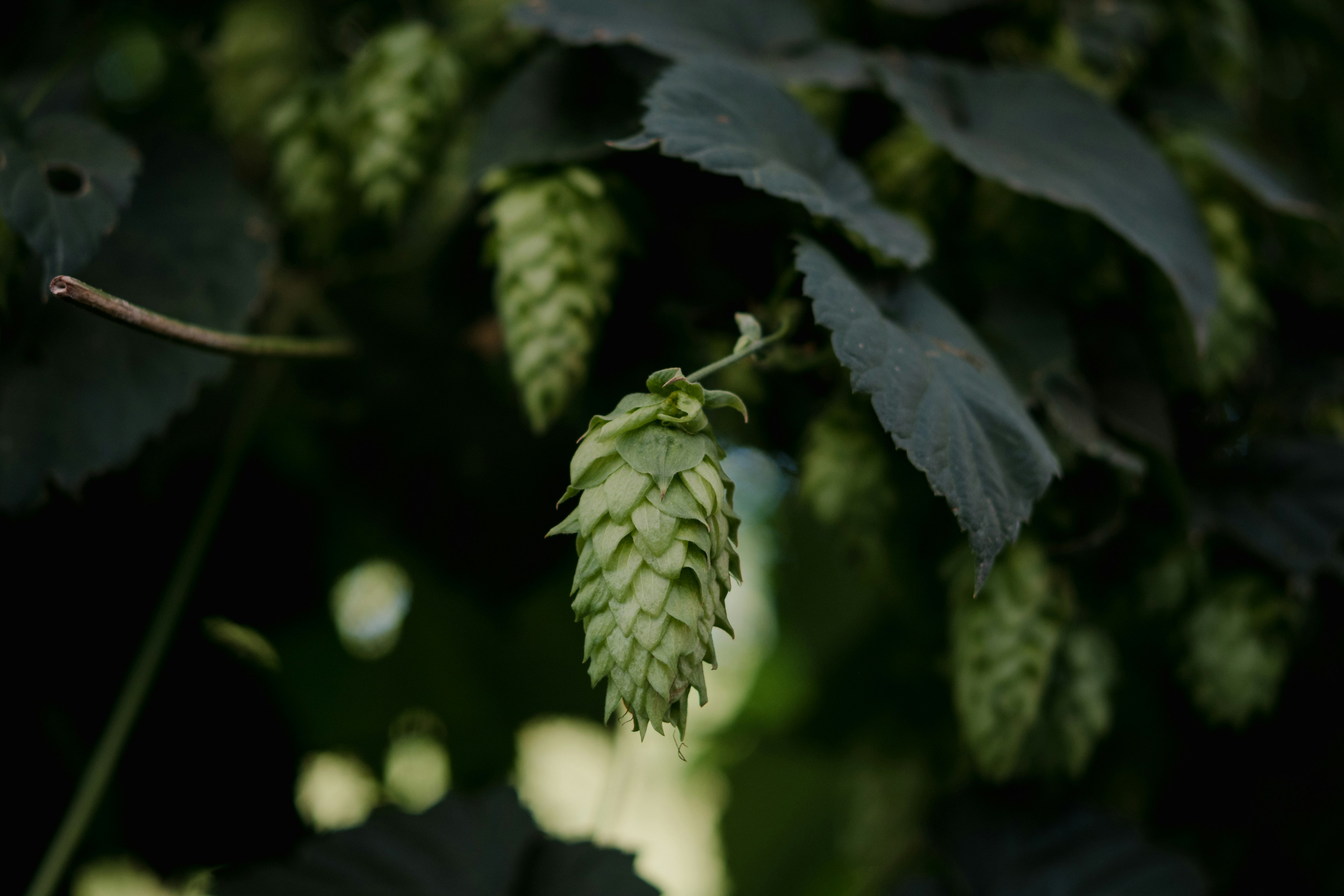 A close up of a plant photo – Free Hops Image on Unsplash